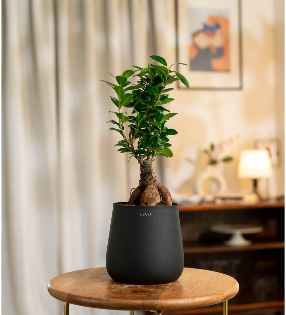 Buy Microcarpa Ficus Bonsai With Aura Pot- Jet-Black at 30% OFF by ...