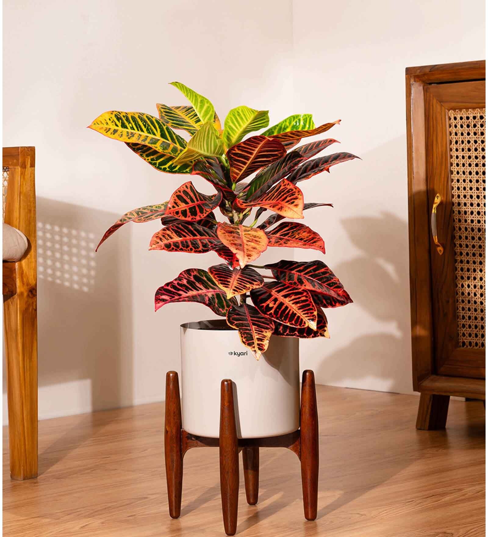 Buy Croton Petra With Zen Pot - Cream at 50% OFF by Kyari | Pepperfry