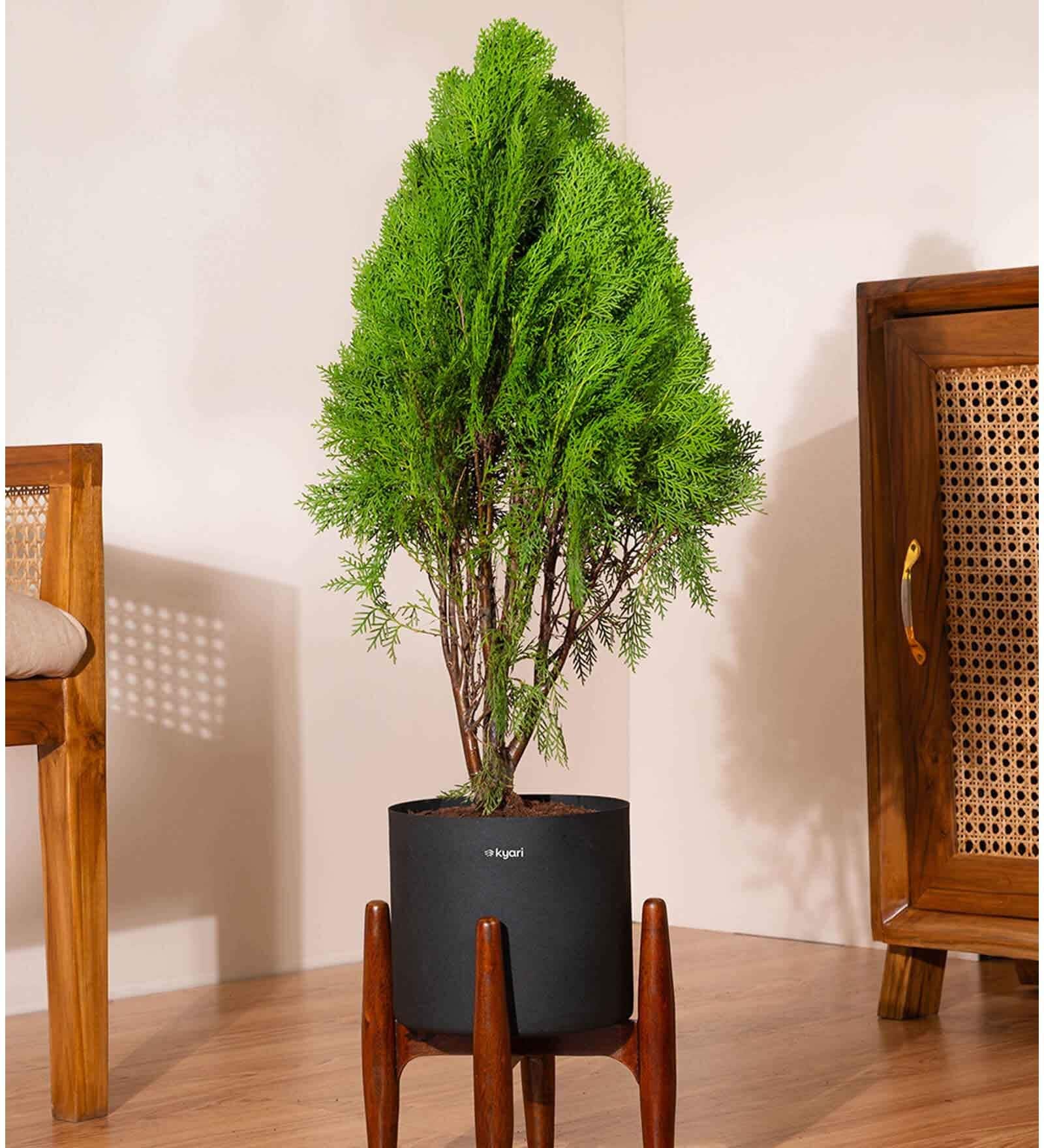 Buy Thuja Plant With Zen Pot - Black at 63% OFF by Kyari | Pepperfry