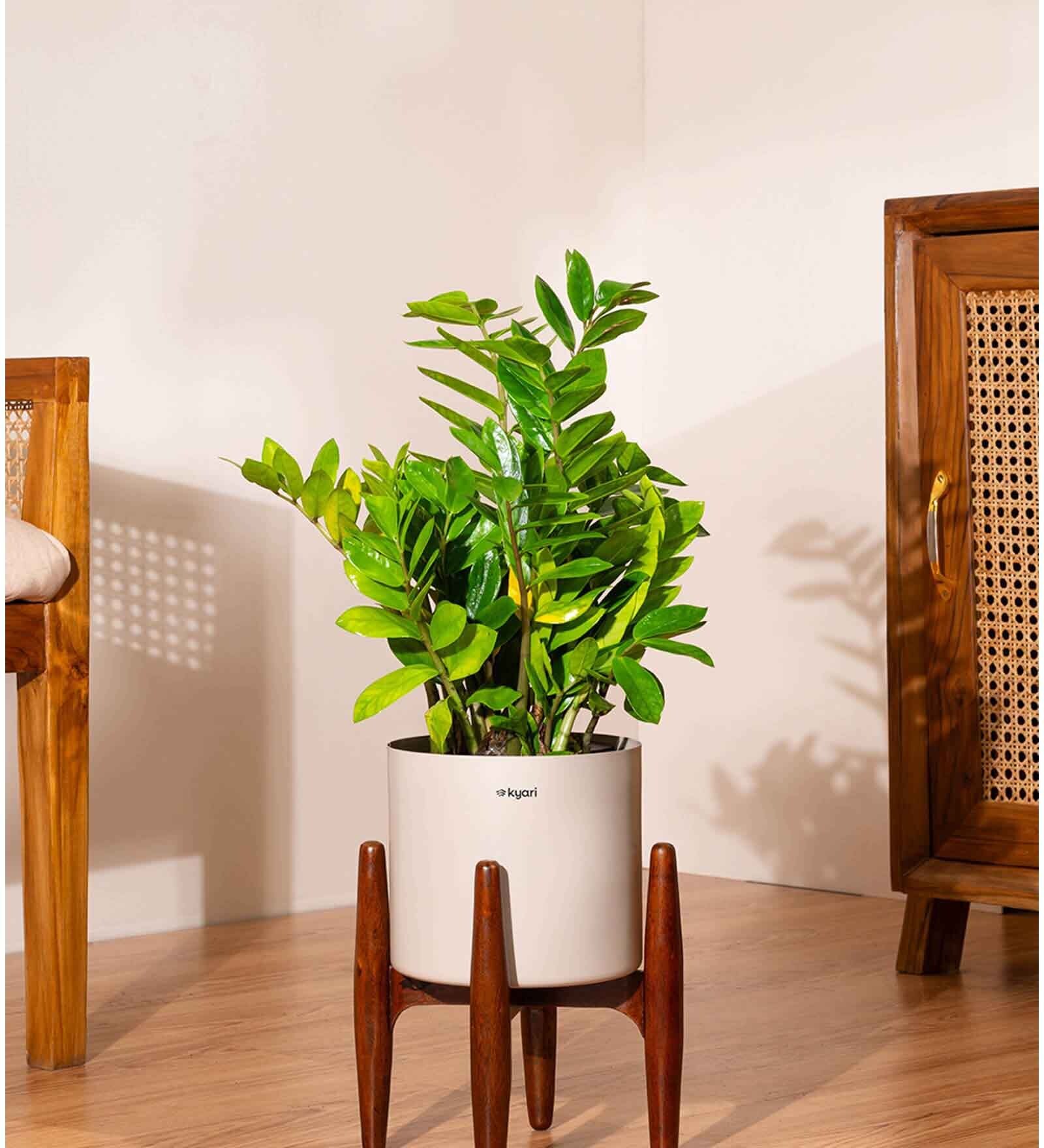 Buy 8' Inch ZZ GREEN + ZEN POT - Cream at 43% OFF by Kyari | Pepperfry