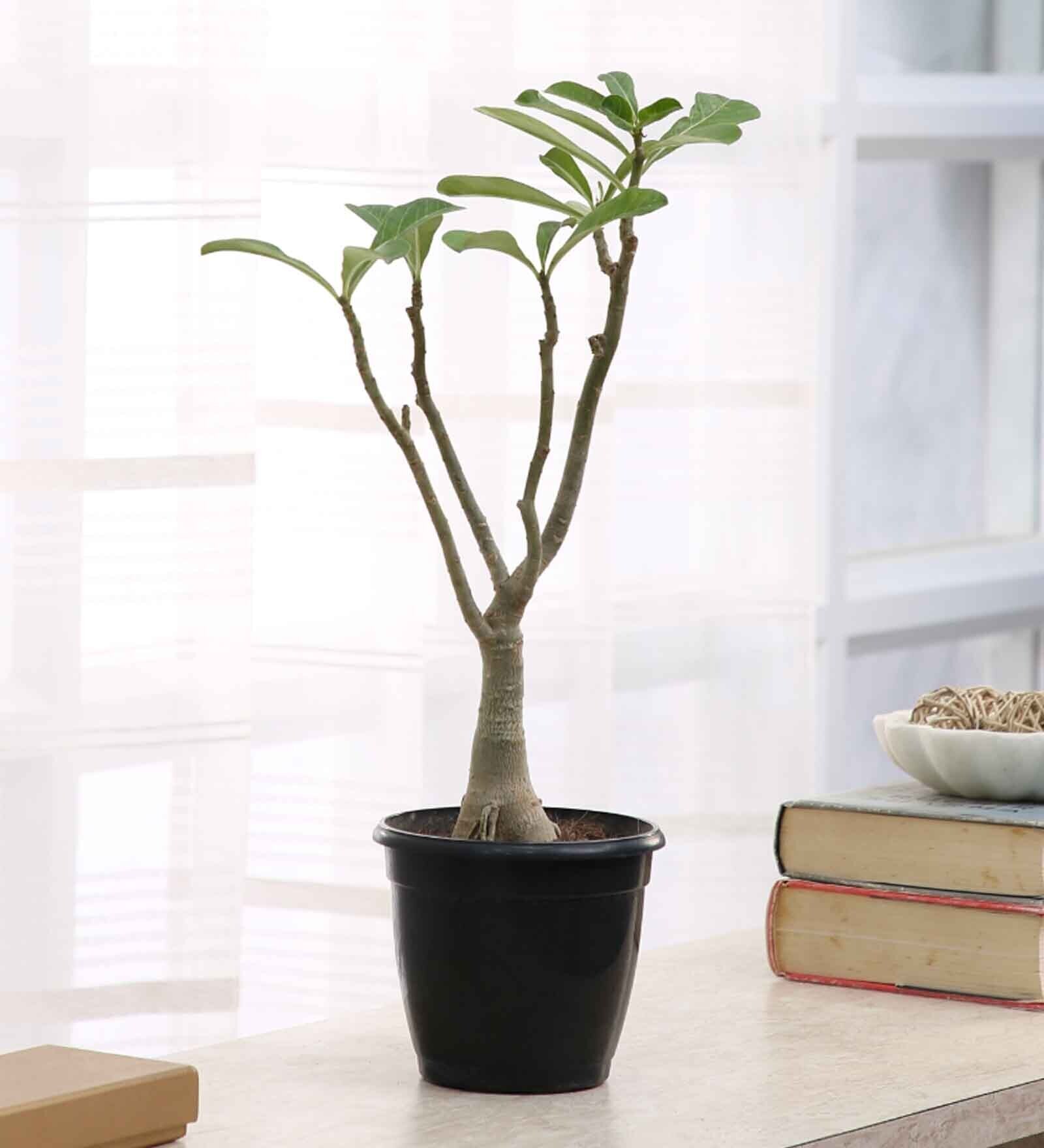 Buy Adenium Live Natural Plant at 24% OFF by Root Bridges | Pepperfry
