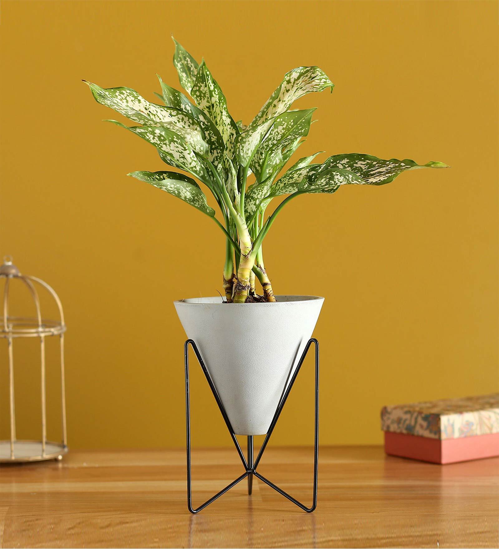 Buy Aglaonema Natural Plant In Triangular Ceramic Pot With Stand by ...