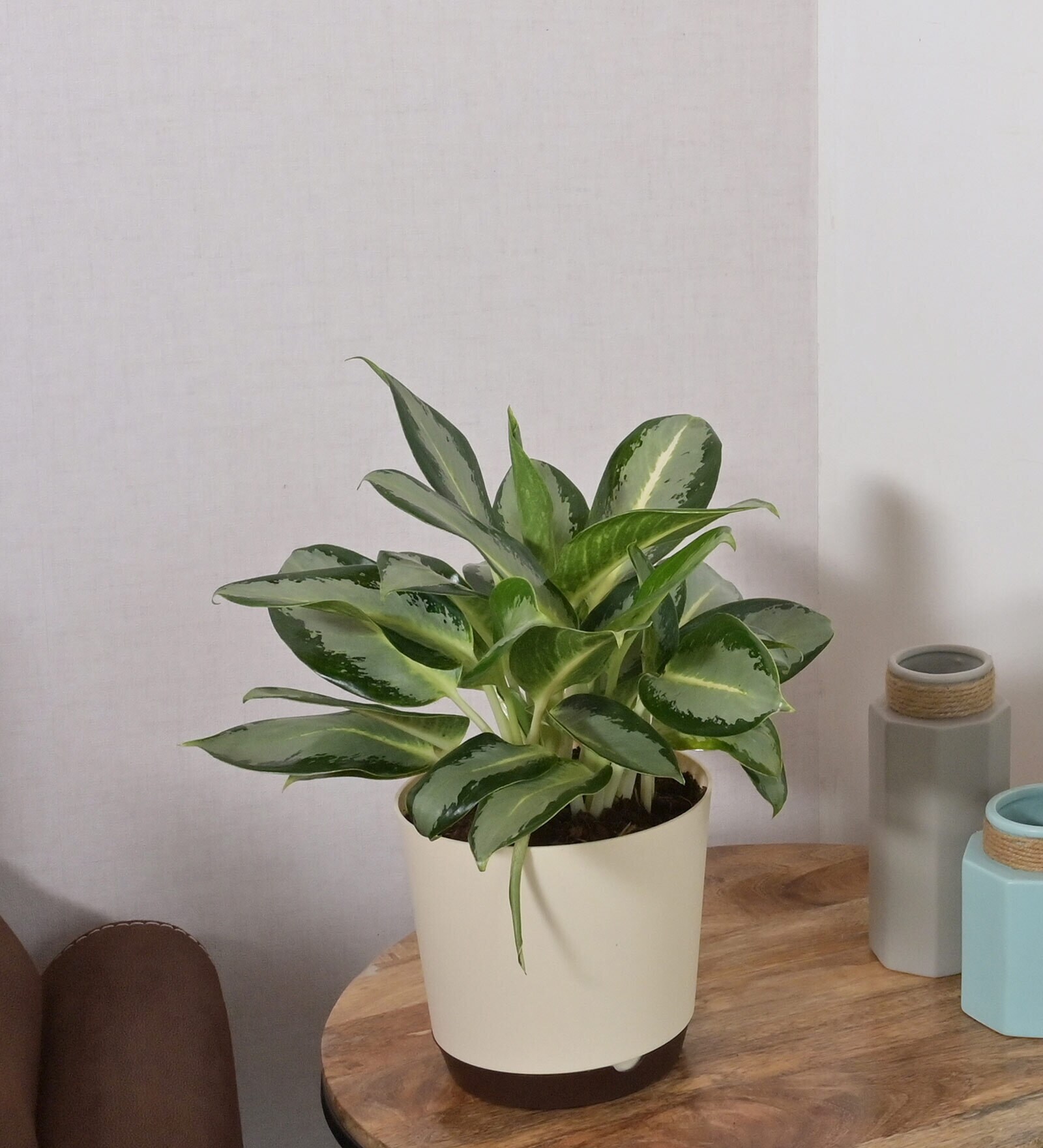 Buy Aglaonema Osaka Natural Plant in White Pot by Ugaoo at 38% OFF by ...