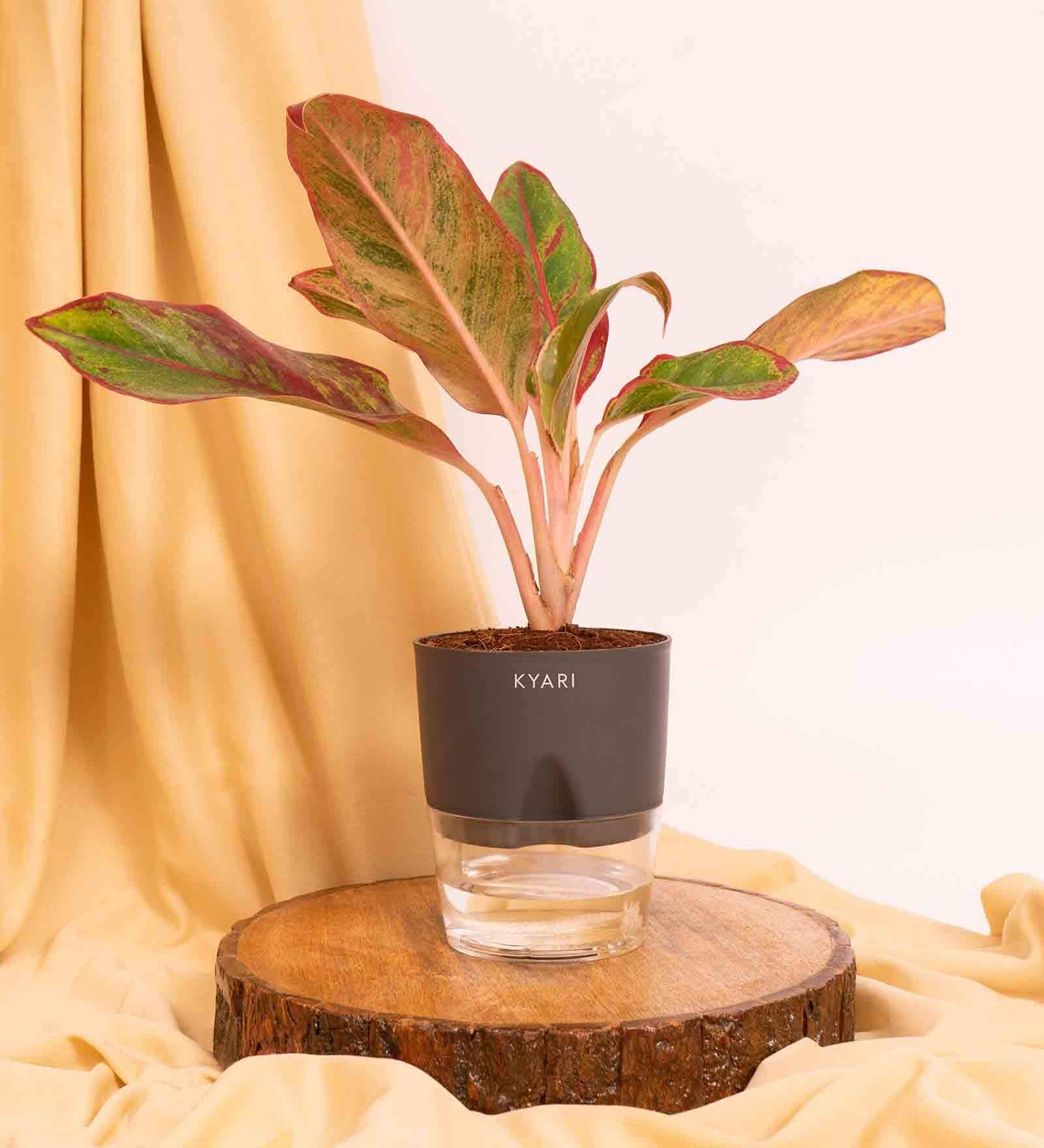 Buy Aglaonema Red Lipstick Self-Watering Small Natural Plant with High ...