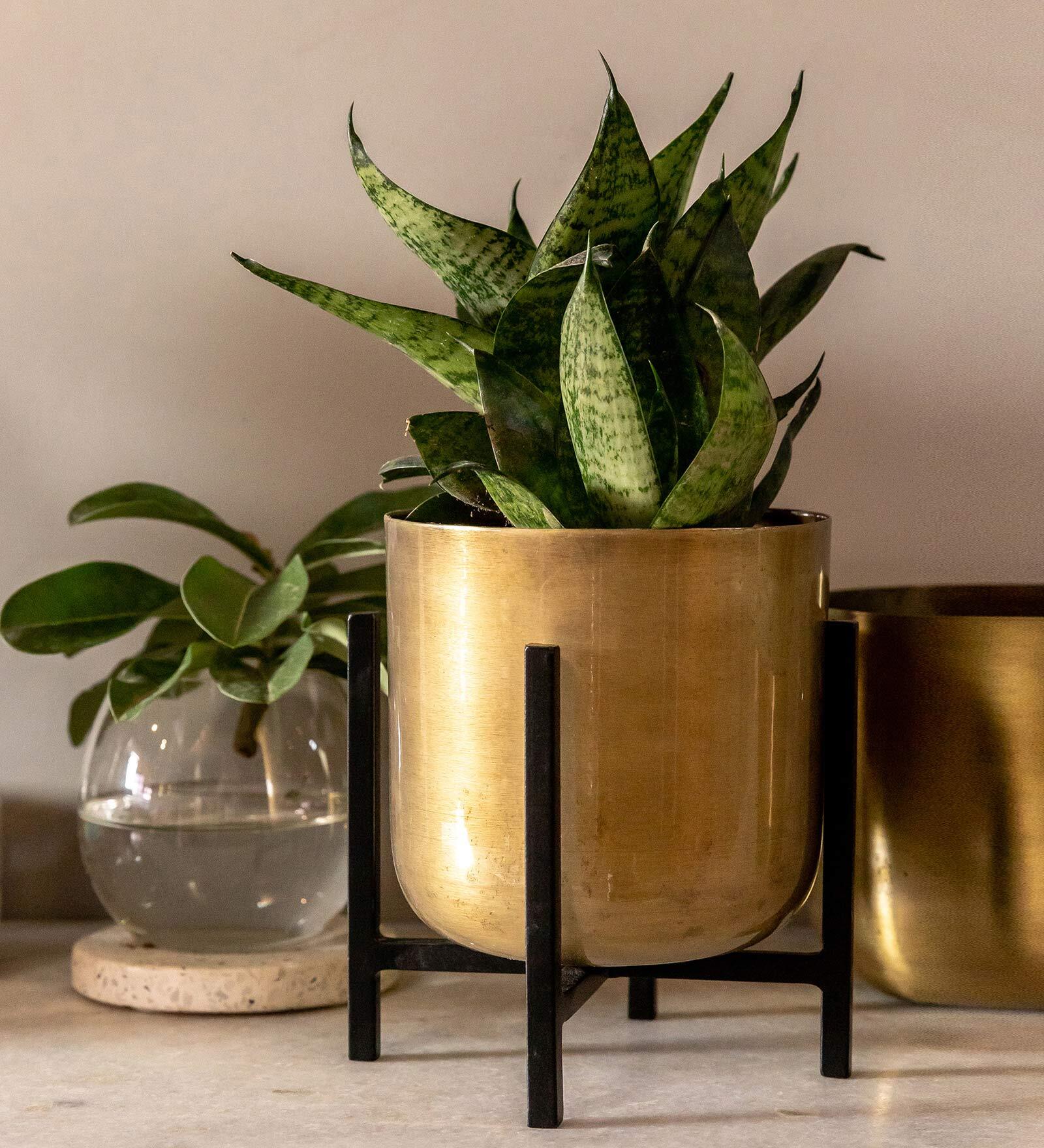 Buy Antique Brass Iron Salix Planter at 28% OFF by Logam | Pepperfry