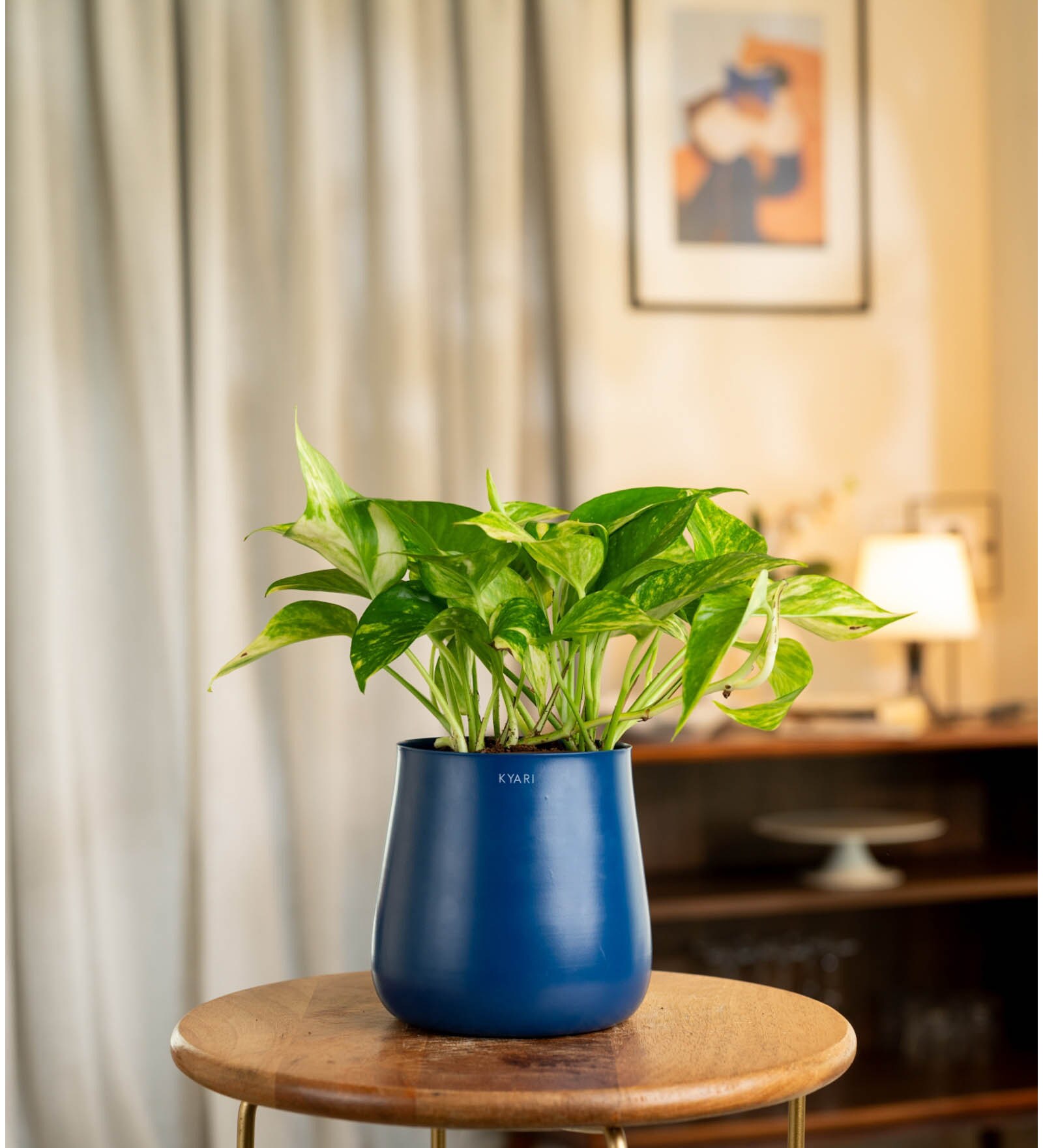 Buy Areca Palm Plant With Aura Pot - Blue at 51% OFF by Kyari | Pepperfry