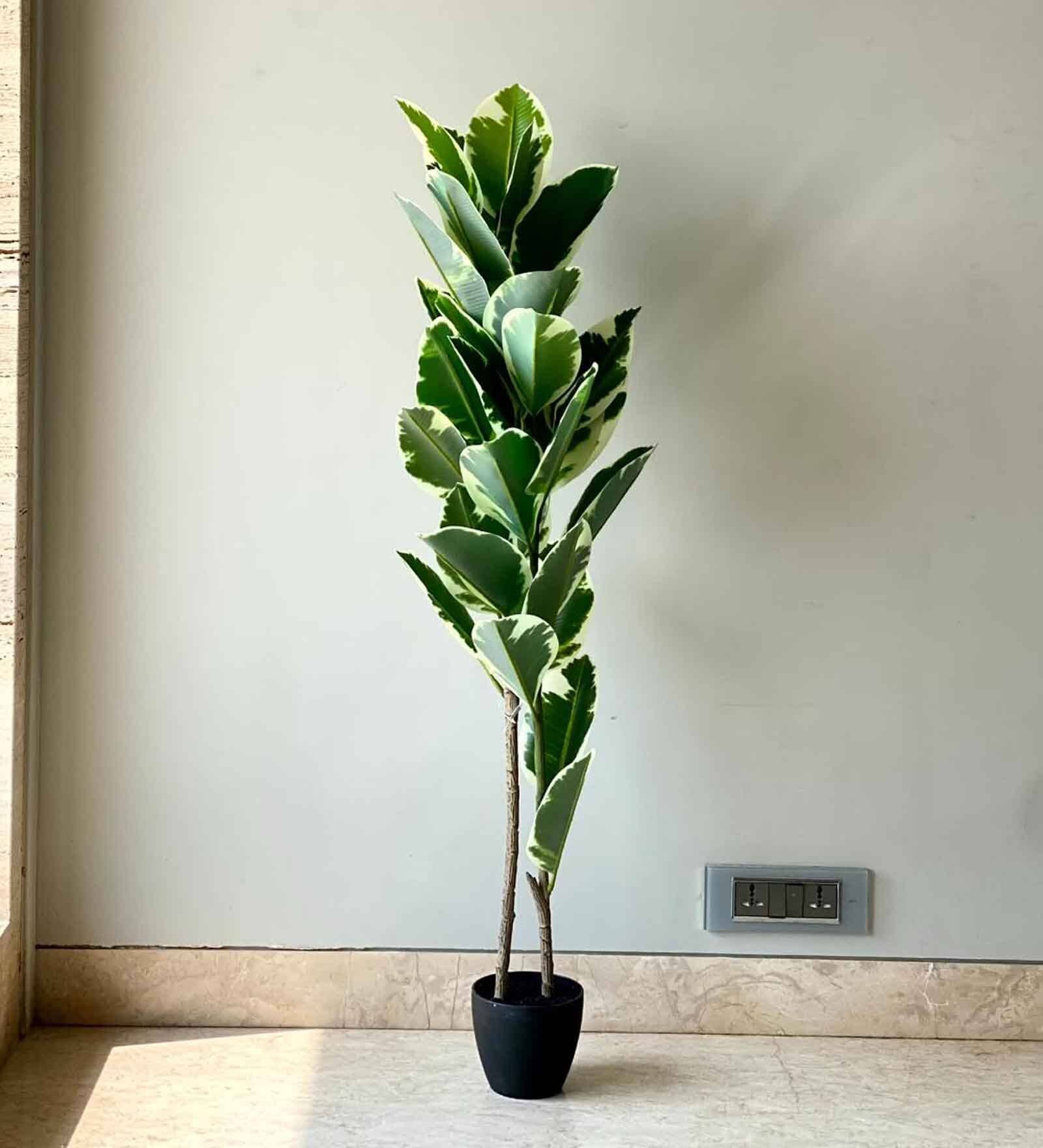 Buy Artificial Rubber Tree - 4 Feet at 28% OFF by Mason Home | Pepperfry