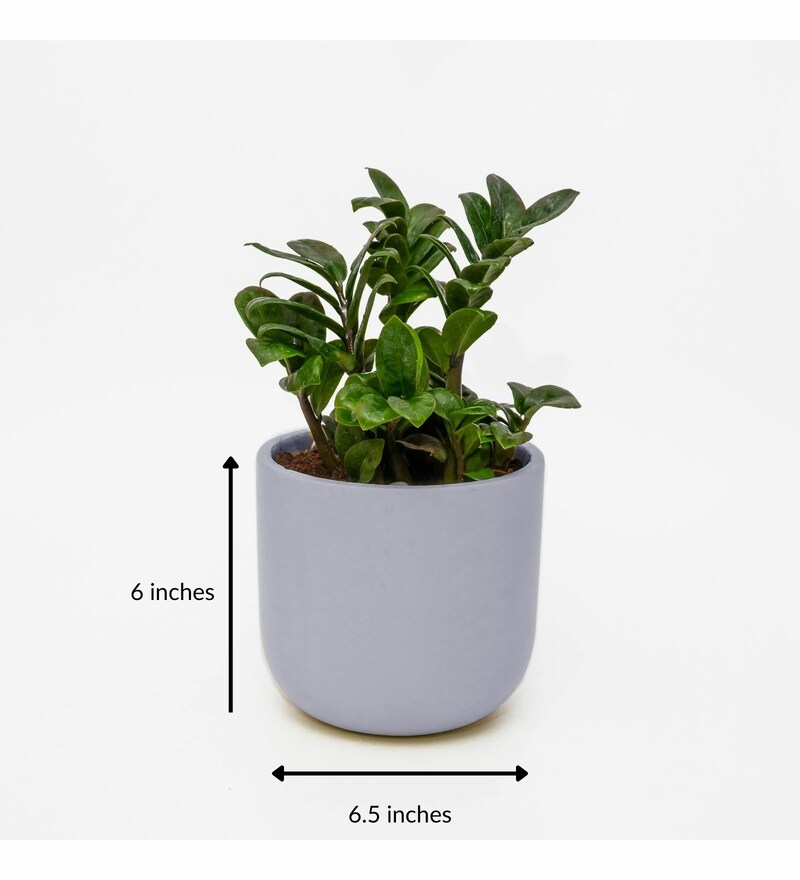 Buy Ash Grey Clay Eco-Friendly Desk Planter by Earthy Abode Online ...