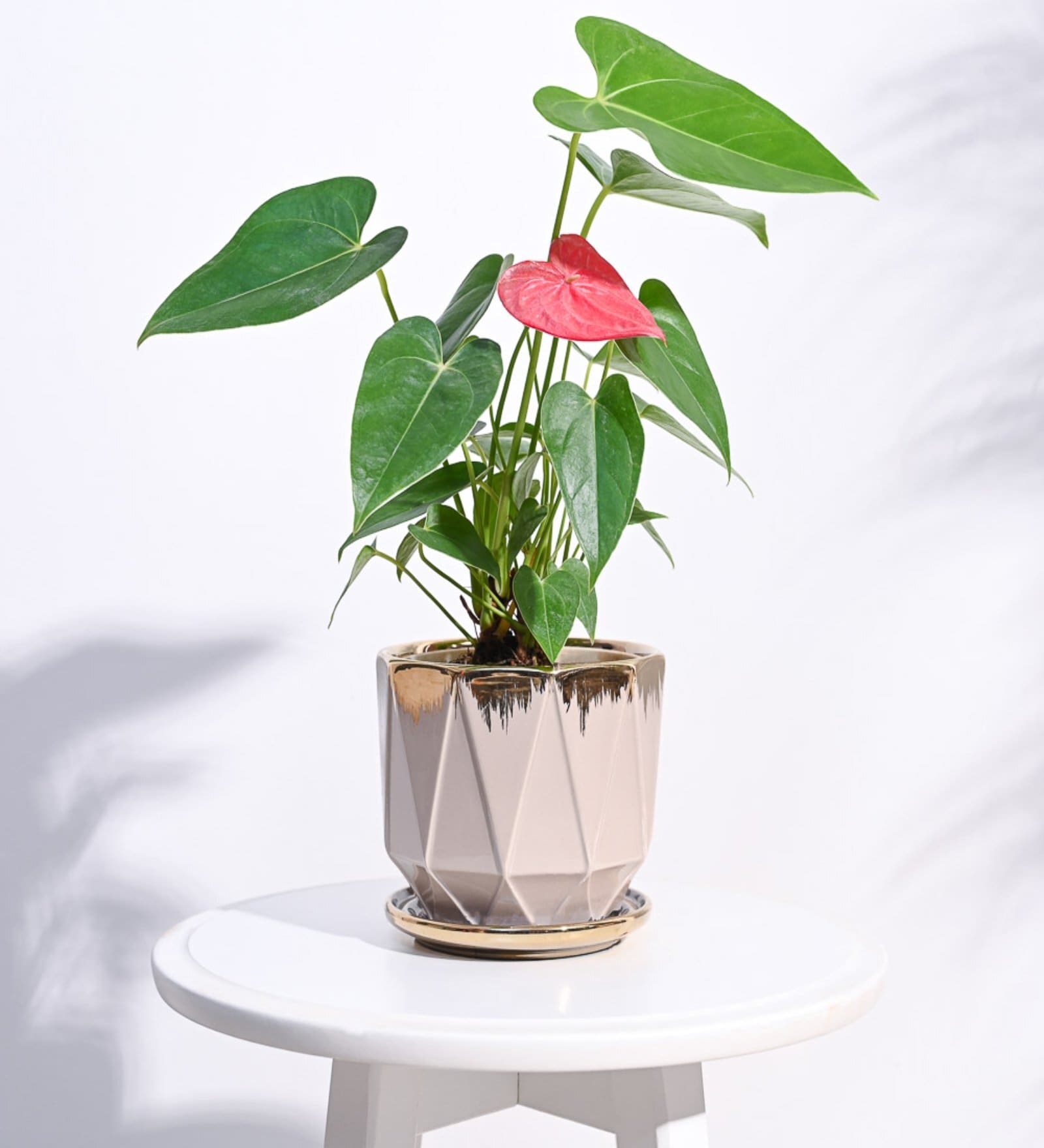 Buy Aurelius Prism Dusty Rose Ceramic Planter at 17% OFF by Ugaoo ...