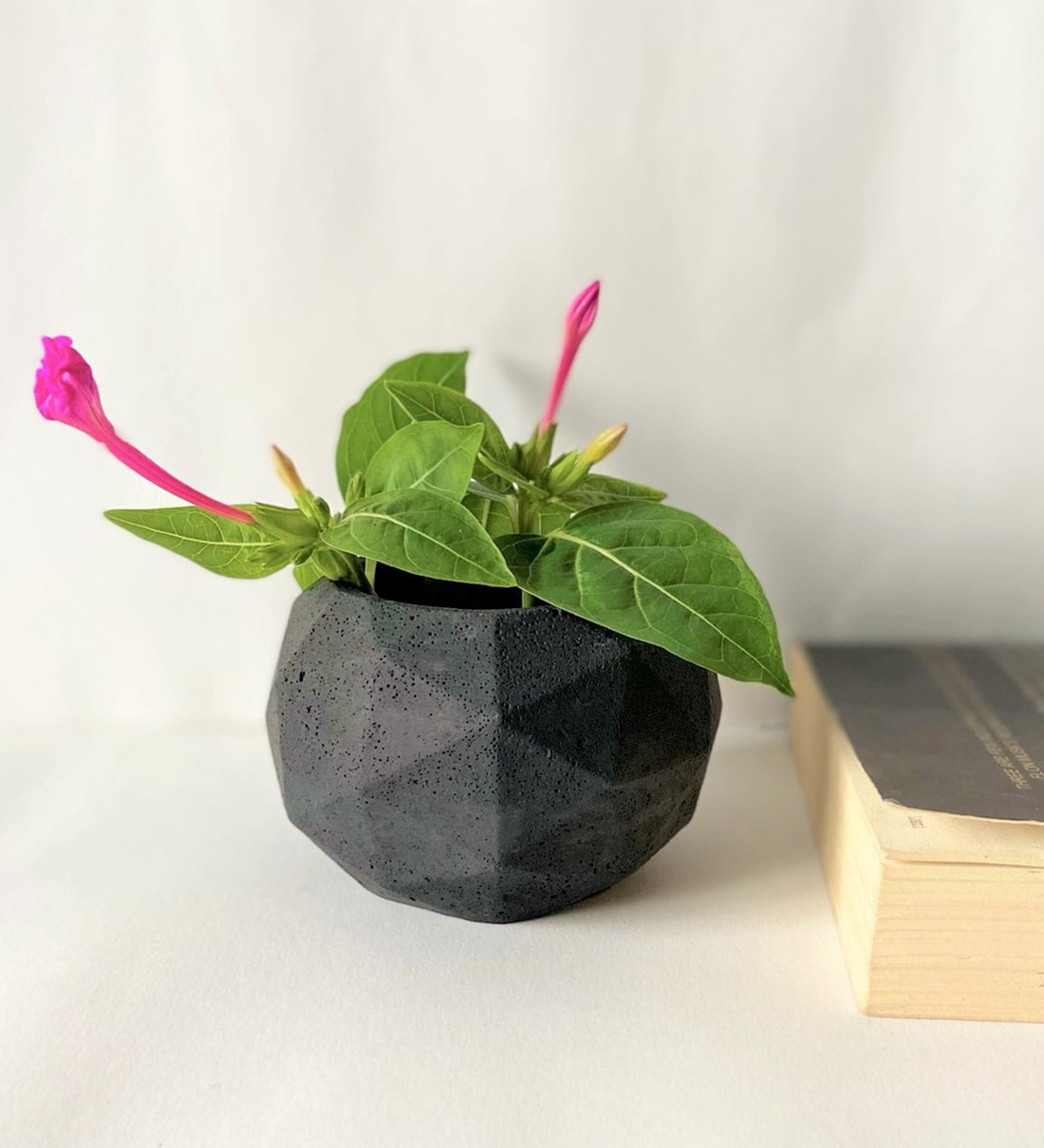 Buy Black Concrete Prizmo Succulent Handcrafted Desk Pot at 26% OFF by ...