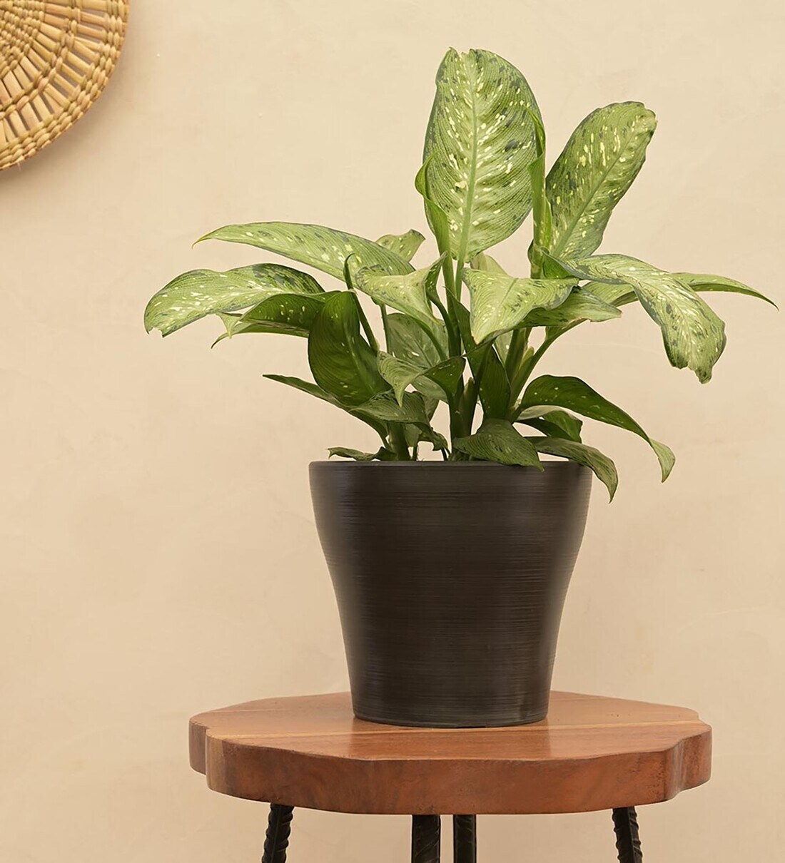 Buy Black Plastic Tivoli Large Desk Pot at 32% OFF by Ugaoo | Pepperfry