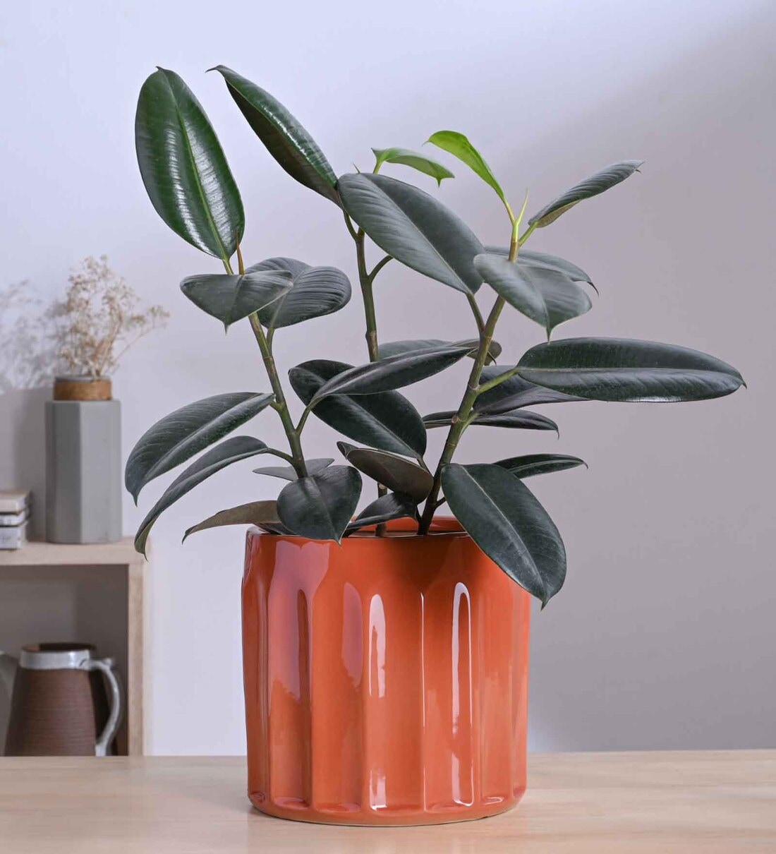 Buy Blushing Sun Large Coral Pink Ceramic Planter at 20% OFF by Ugaoo ...