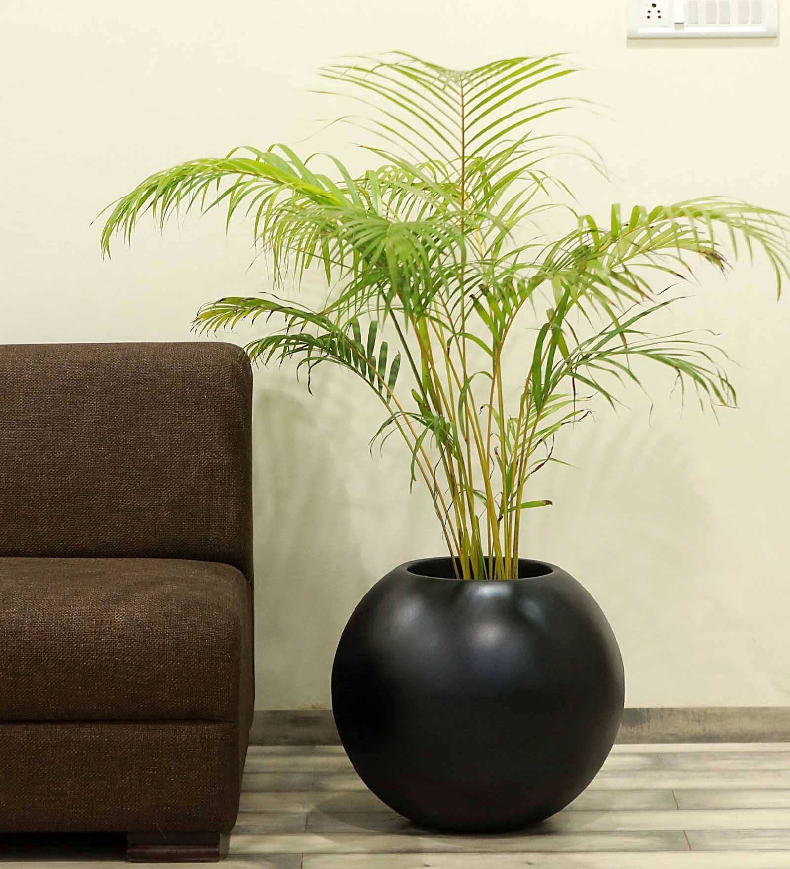 Buy Round Shaped Large Black Fiber Glass Floor Planter at 38% OFF by ...