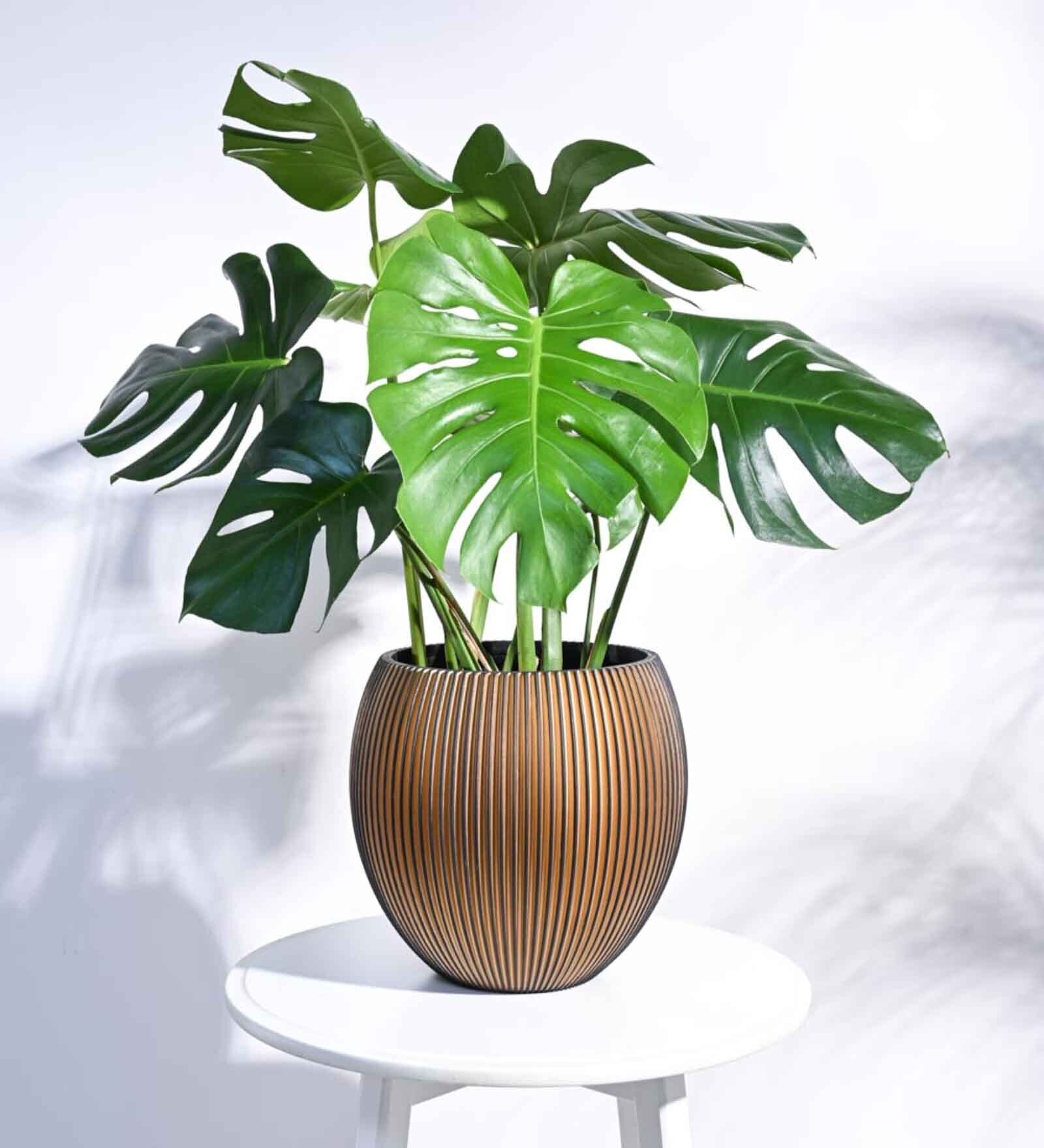 Buy Black Golden Plastic Ball Groove Large Desk Pot at 100% OFF by ...