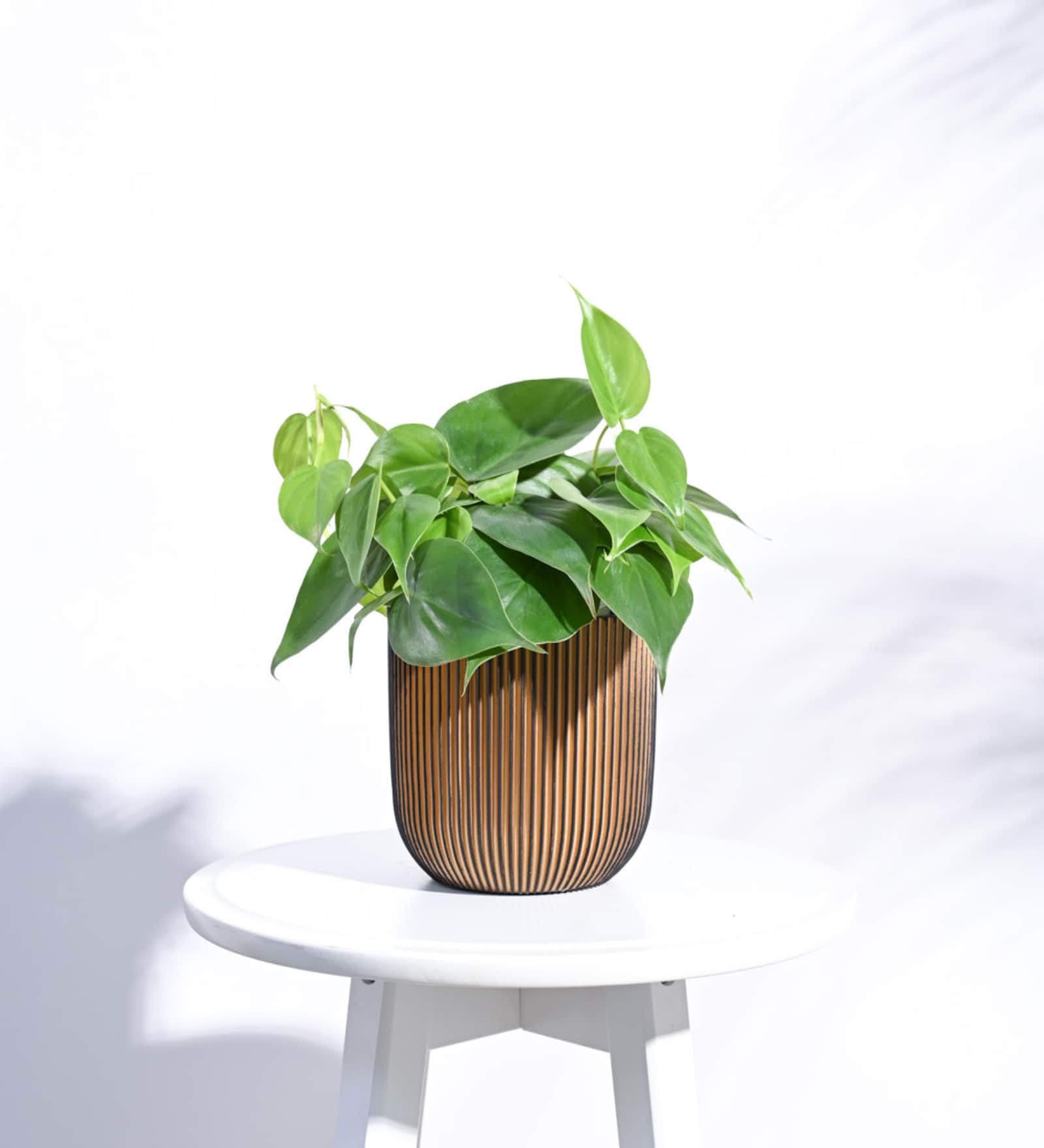 Buy Black Golden Plastic Ball Groove Small Desk Pot at 100% OFF by ...