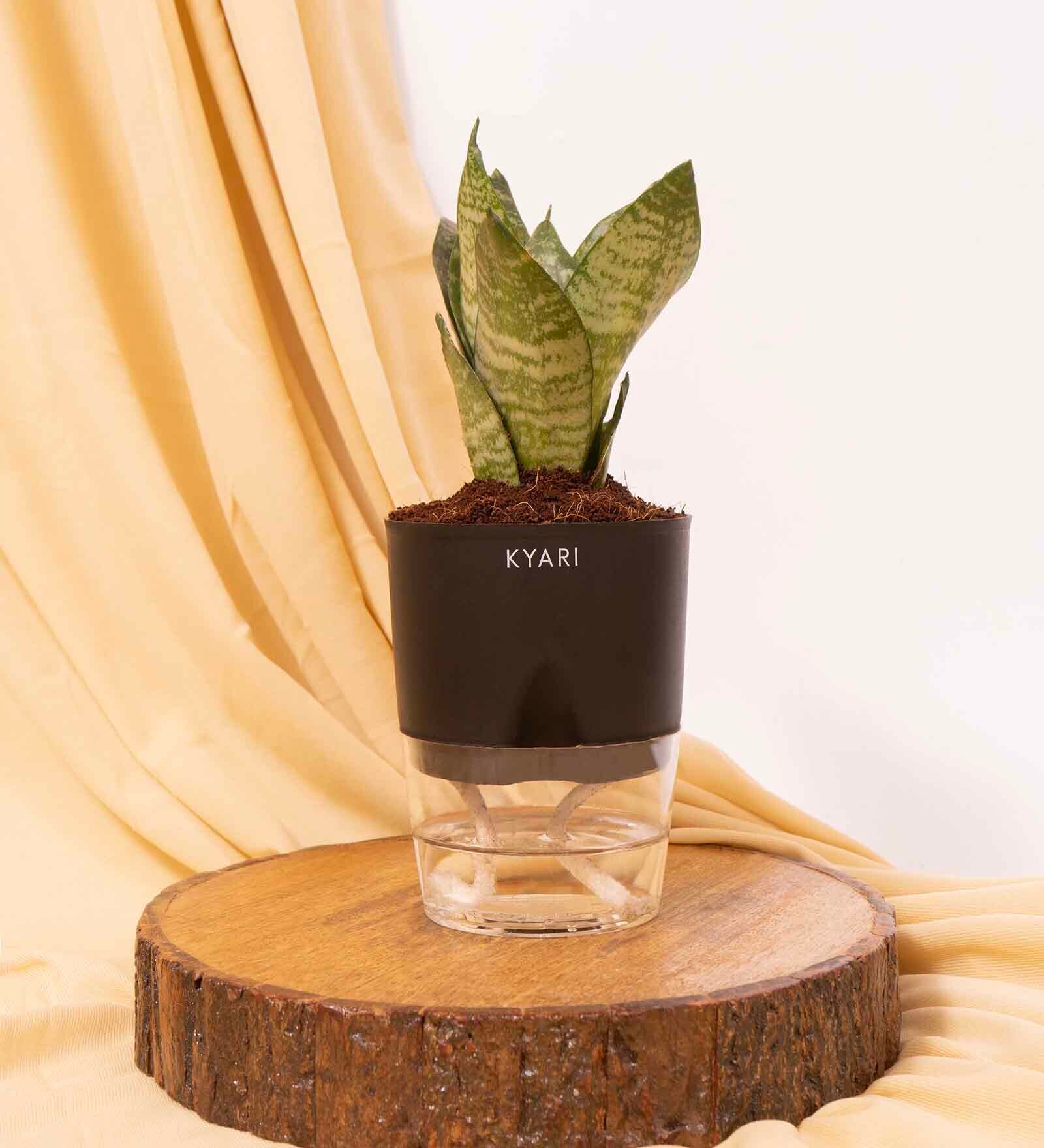 Buy Sansevieria Natural Plant With Black Pot by Kyari at 57% OFF by ...