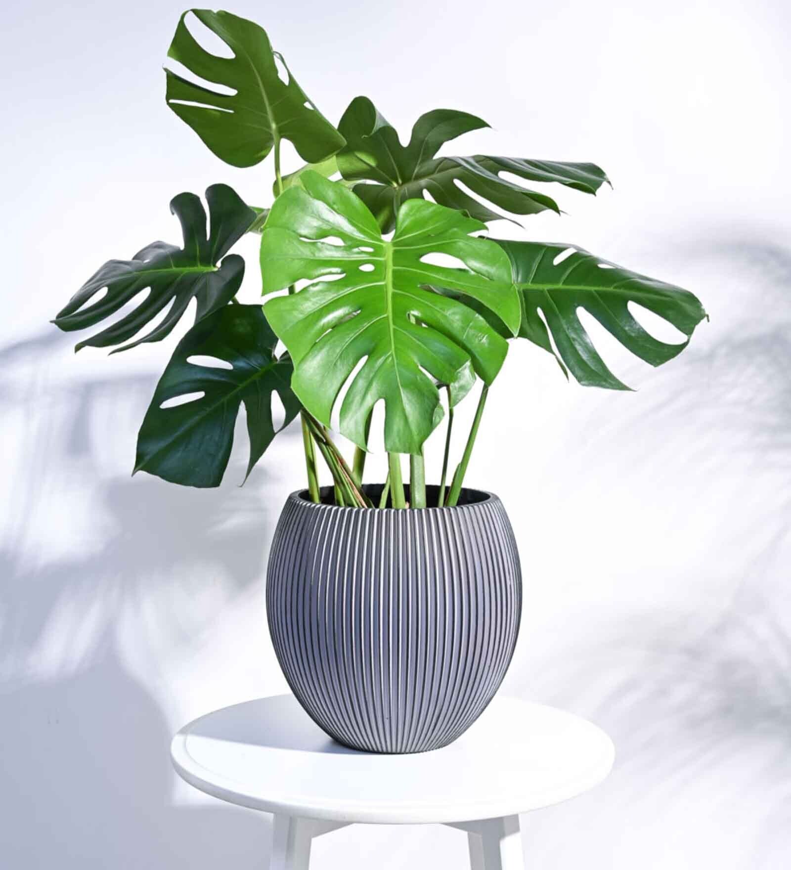 Buy Black Plastic Ball Groove Large Floor at 100% OFF by Ugaoo | Pepperfry