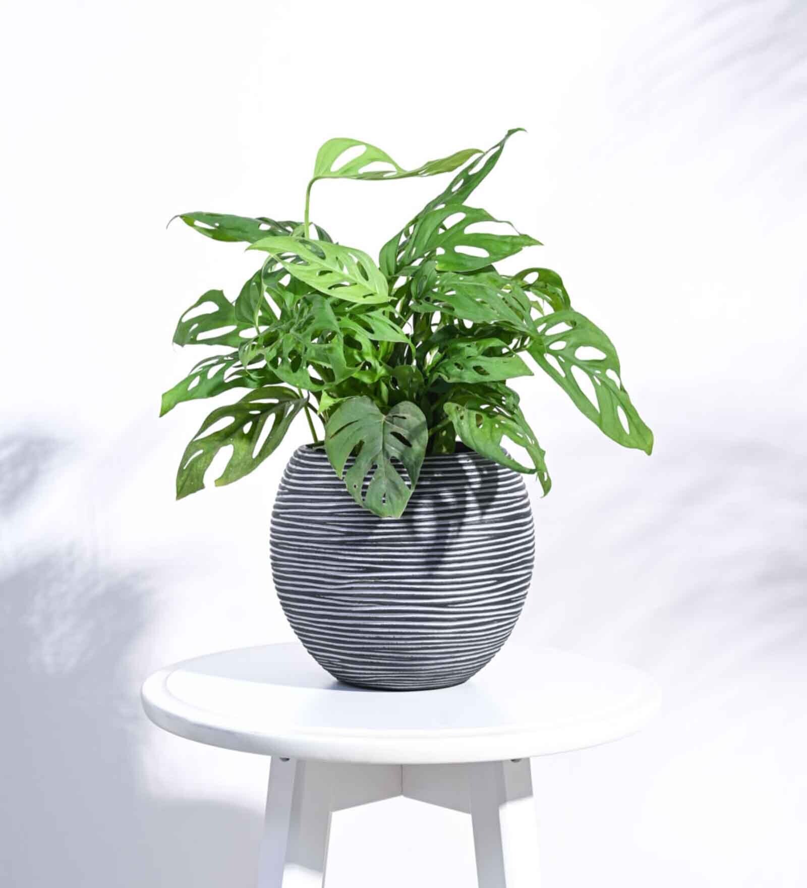 Buy Black Plastic Ball Rib Small Desk Pot at 100% OFF by Ugaoo | Pepperfry
