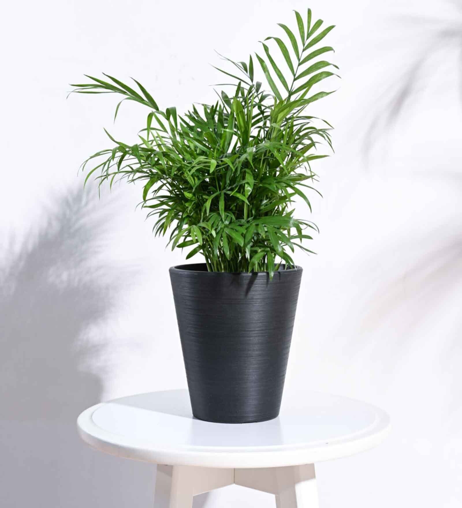 Buy Black Plastic Venice Medium Desk Pot at 100% OFF by Ugaoo | Pepperfry