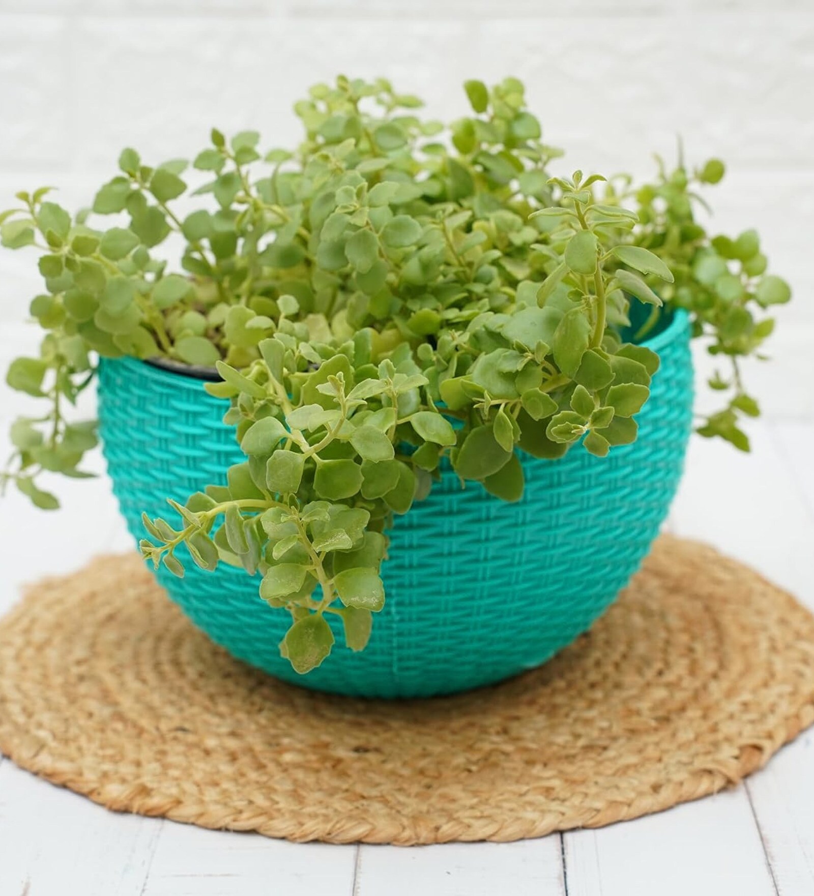 Buy Blue Plastic Hanging Planter at 50% OFF by Gold Dust | Pepperfry