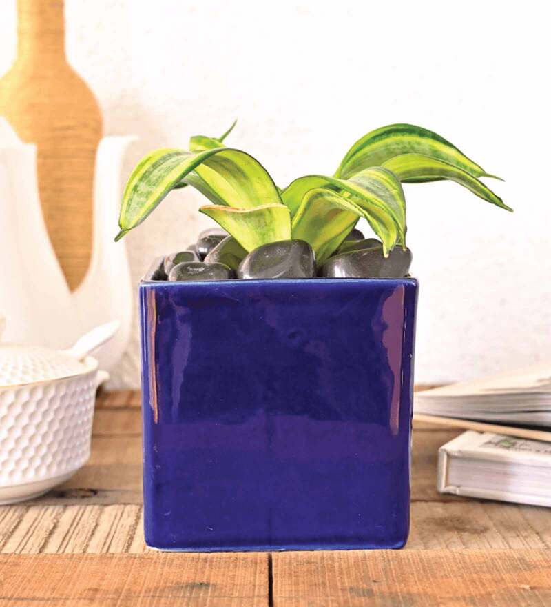 Buy Blue Ceramic Square Shape Desk Pot Planter by Ugaoo Online - Desk ...