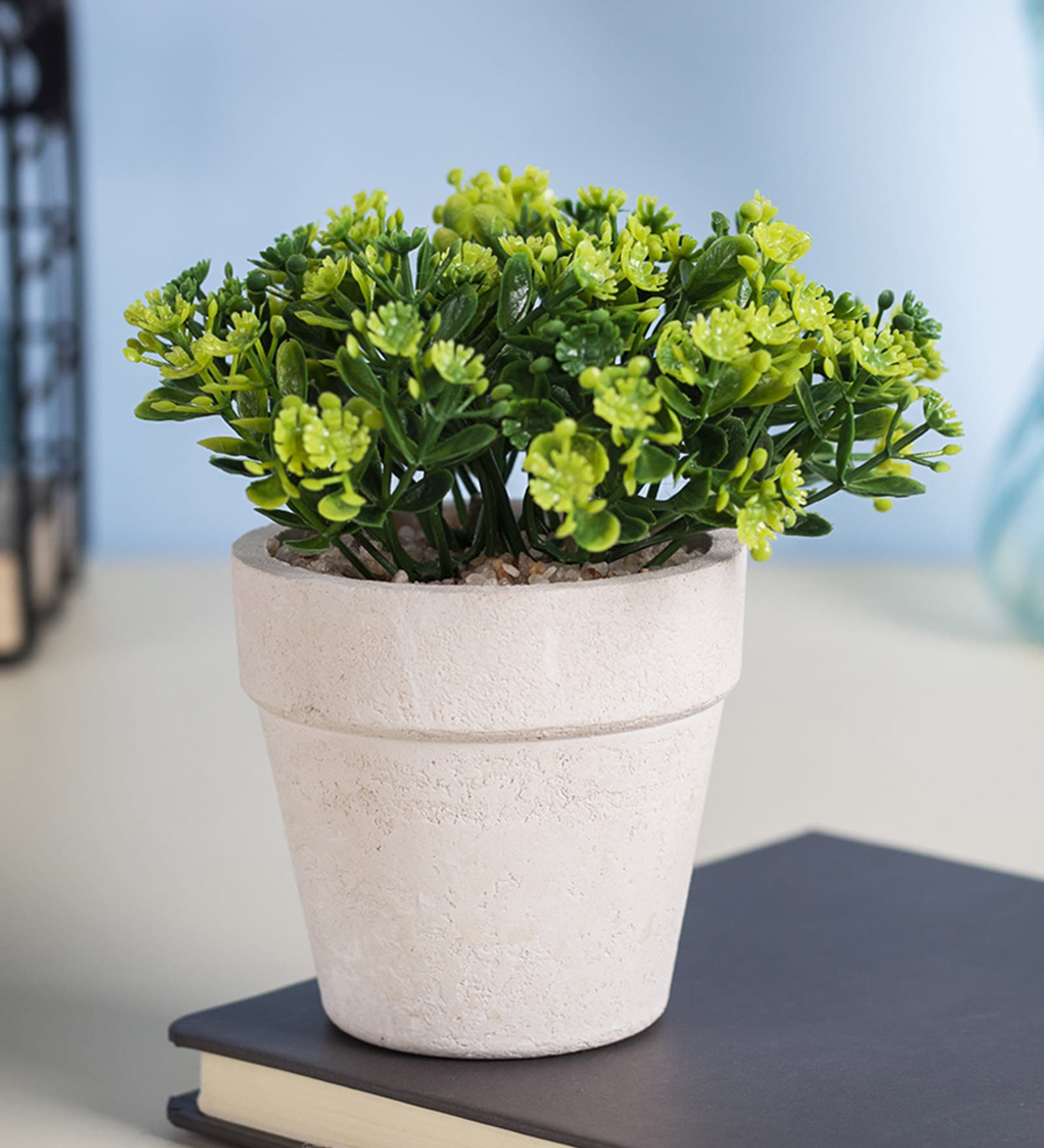 Buy Bonsai Bush Planter with pot at 57% OFF by Market 99 | Pepperfry