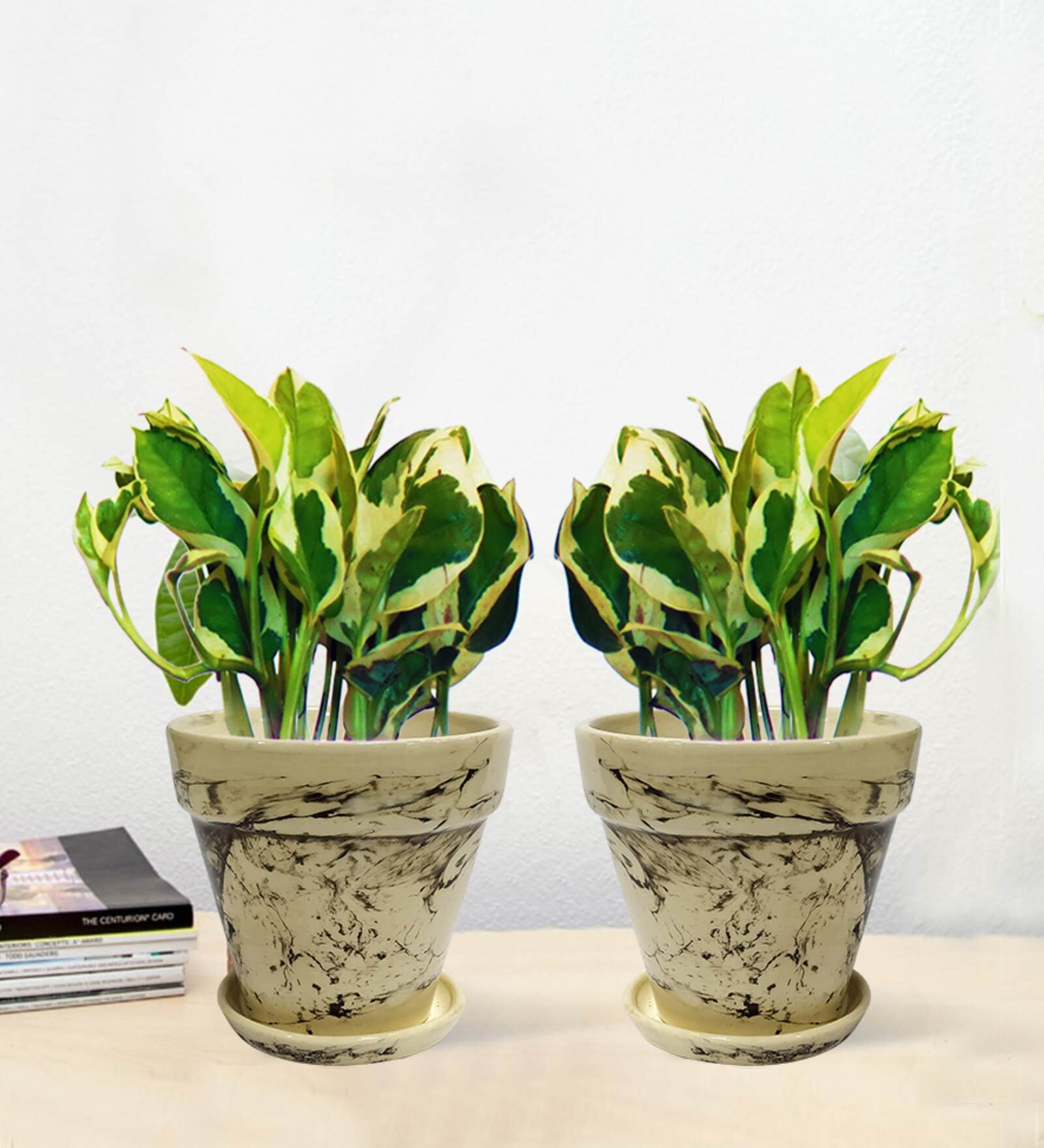 Buy Brown Scindapsus Compacta Small Natural Plant In Ceramic Pot, Set ...