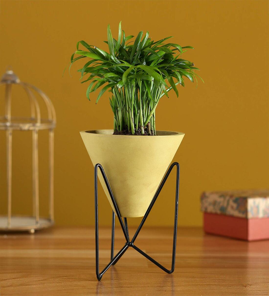 Buy Chamaedorea Natural Plant In Triangular Ceramic Pot With Stand by ...