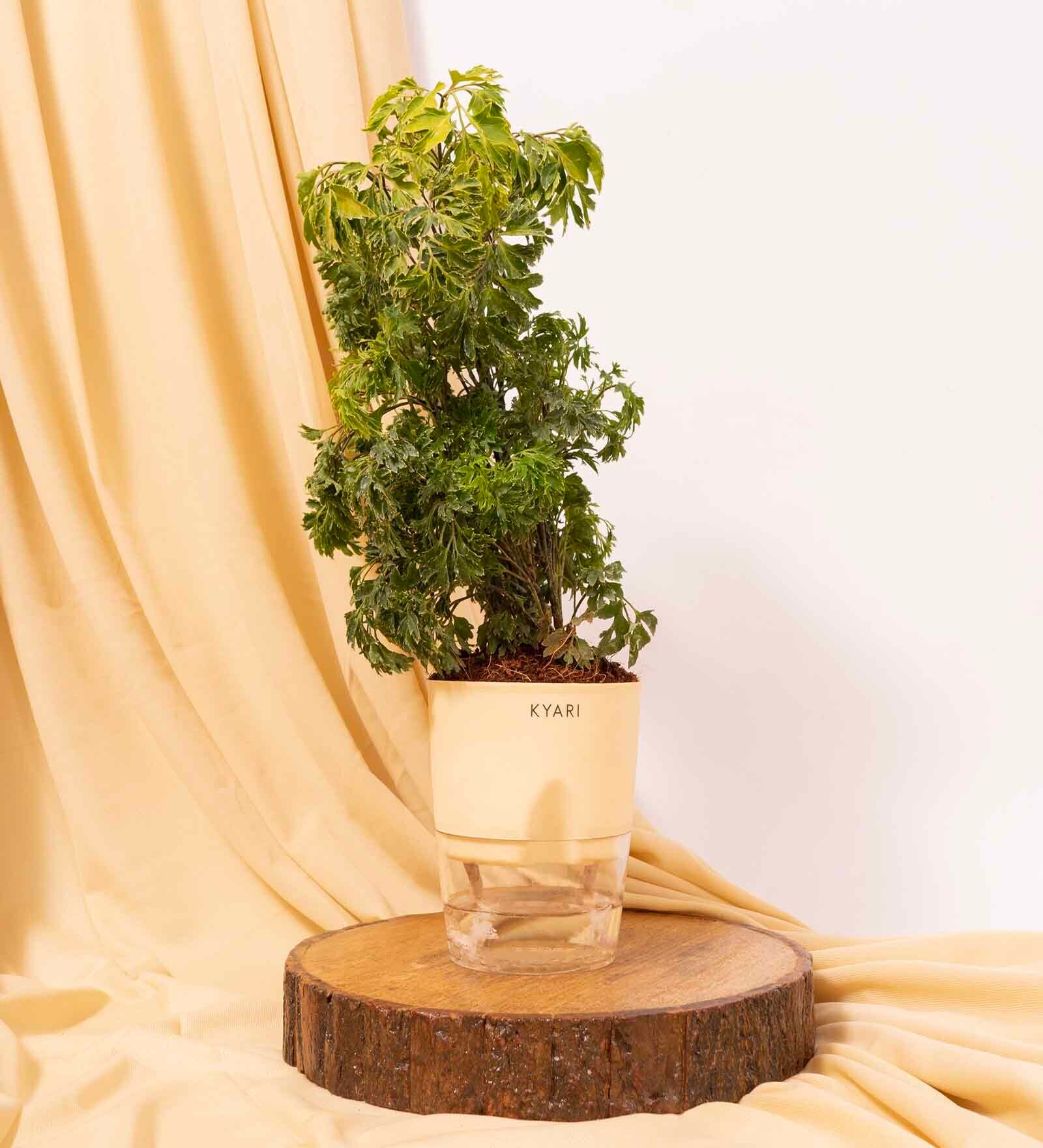 Buy Aralia Natural Plant With Cream Pot by Kyari at 52% OFF by Kyari ...