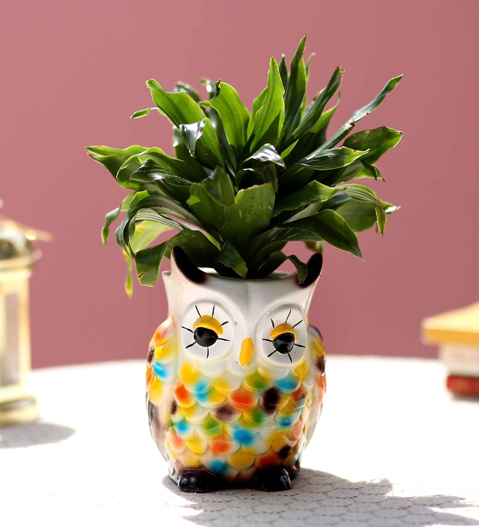 Buy Dracaena Plant In Resin Owl Pot by Ferns N Petals at 100% OFF by ...