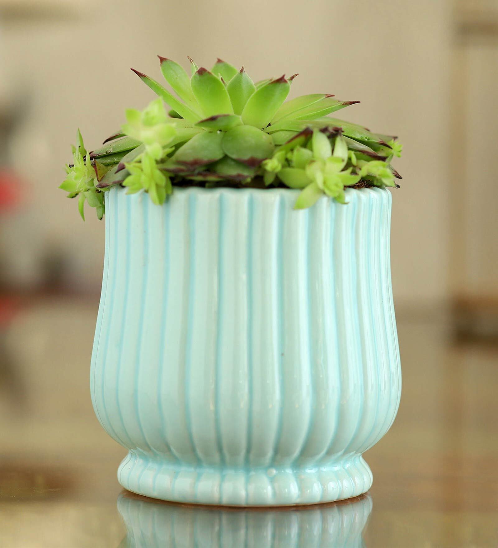 Buy Echeveria Elegans Natural Plant In Green Round Lining Ceramic Pot ...