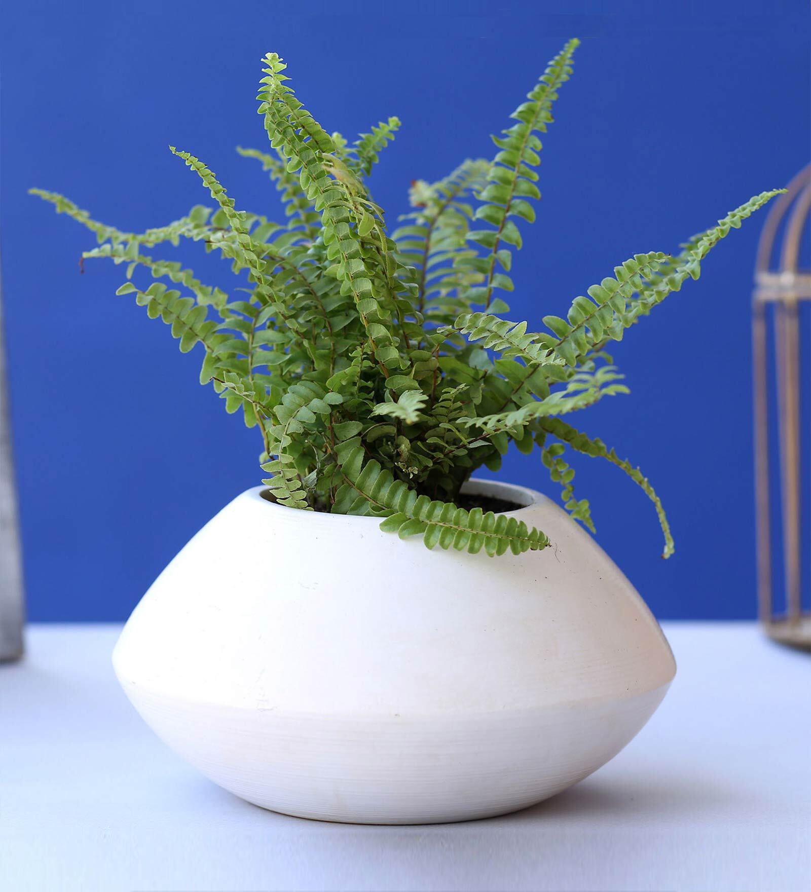 Buy Fern Natural Plant In Triangular Ceramic Pot by Ferns N Petals at ...