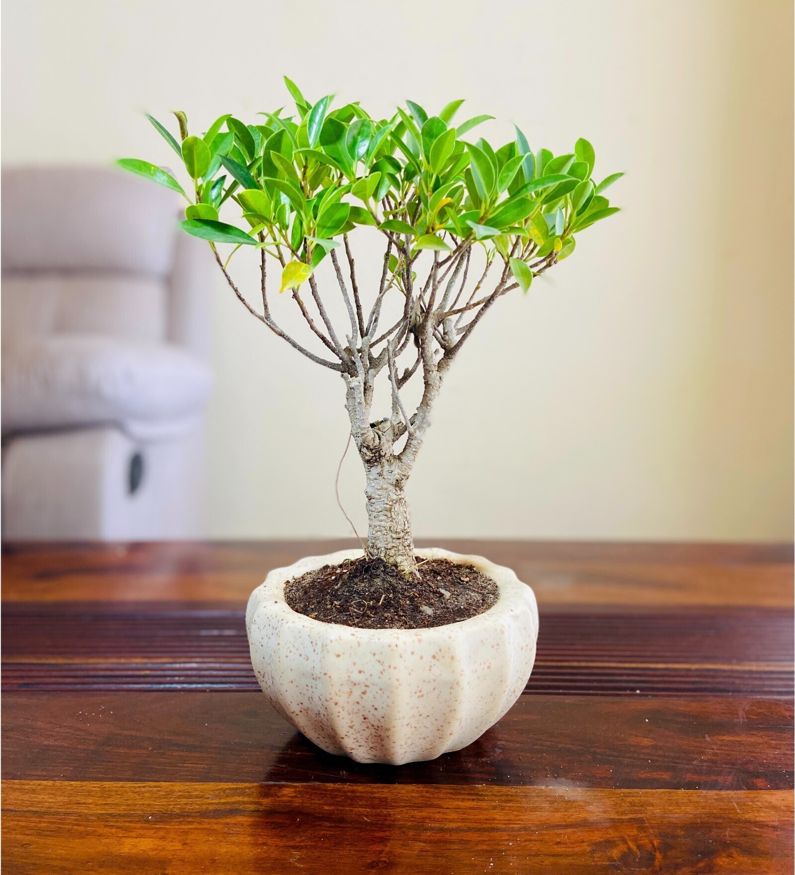 Buy Ficus Bonsai Natural Plant With White Pot at 34% OFF by Abana Homes ...