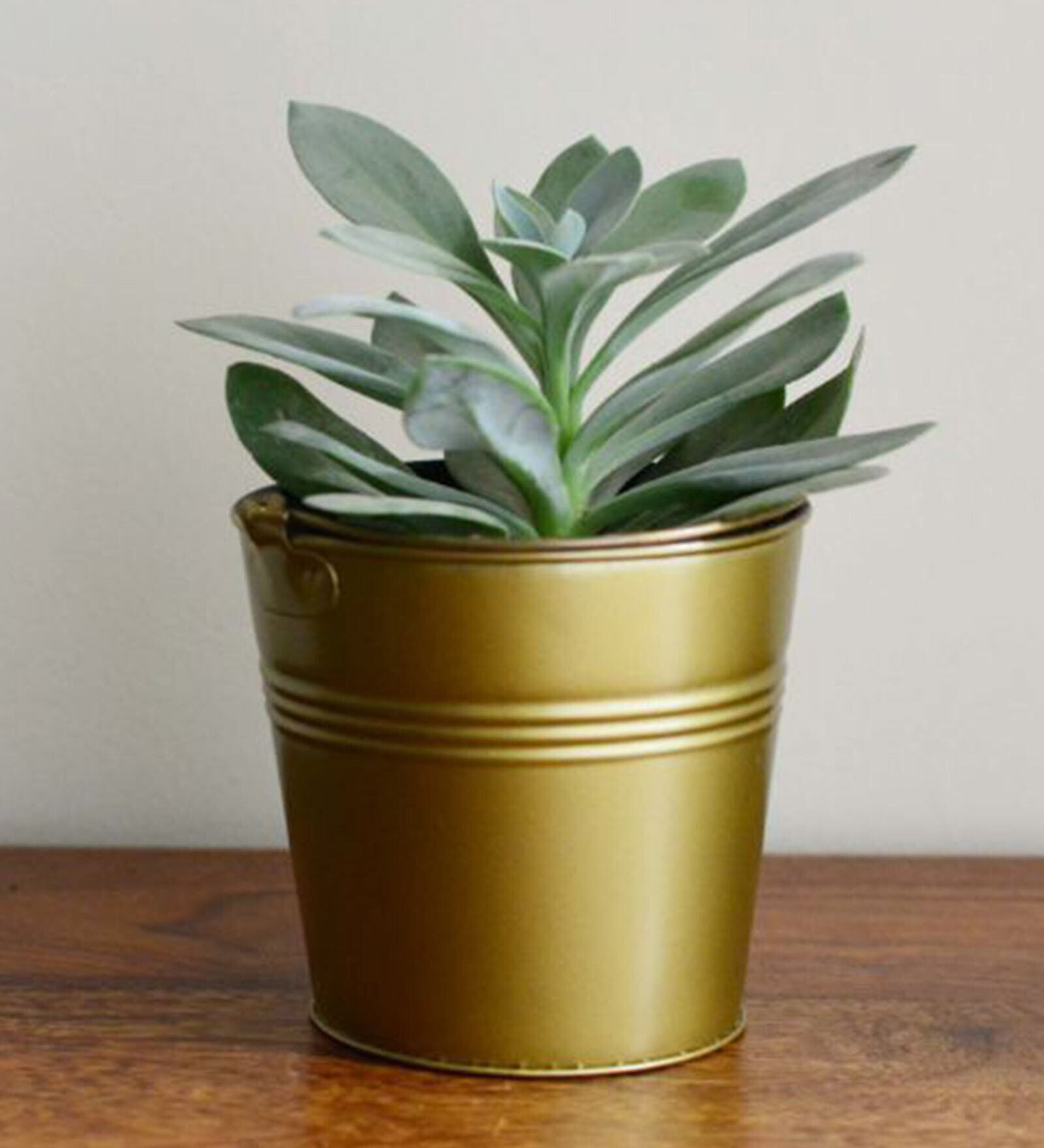 Buy Gold Iron Bucket Desk Pot by TA Home Decor at 25% OFF by TA Home ...