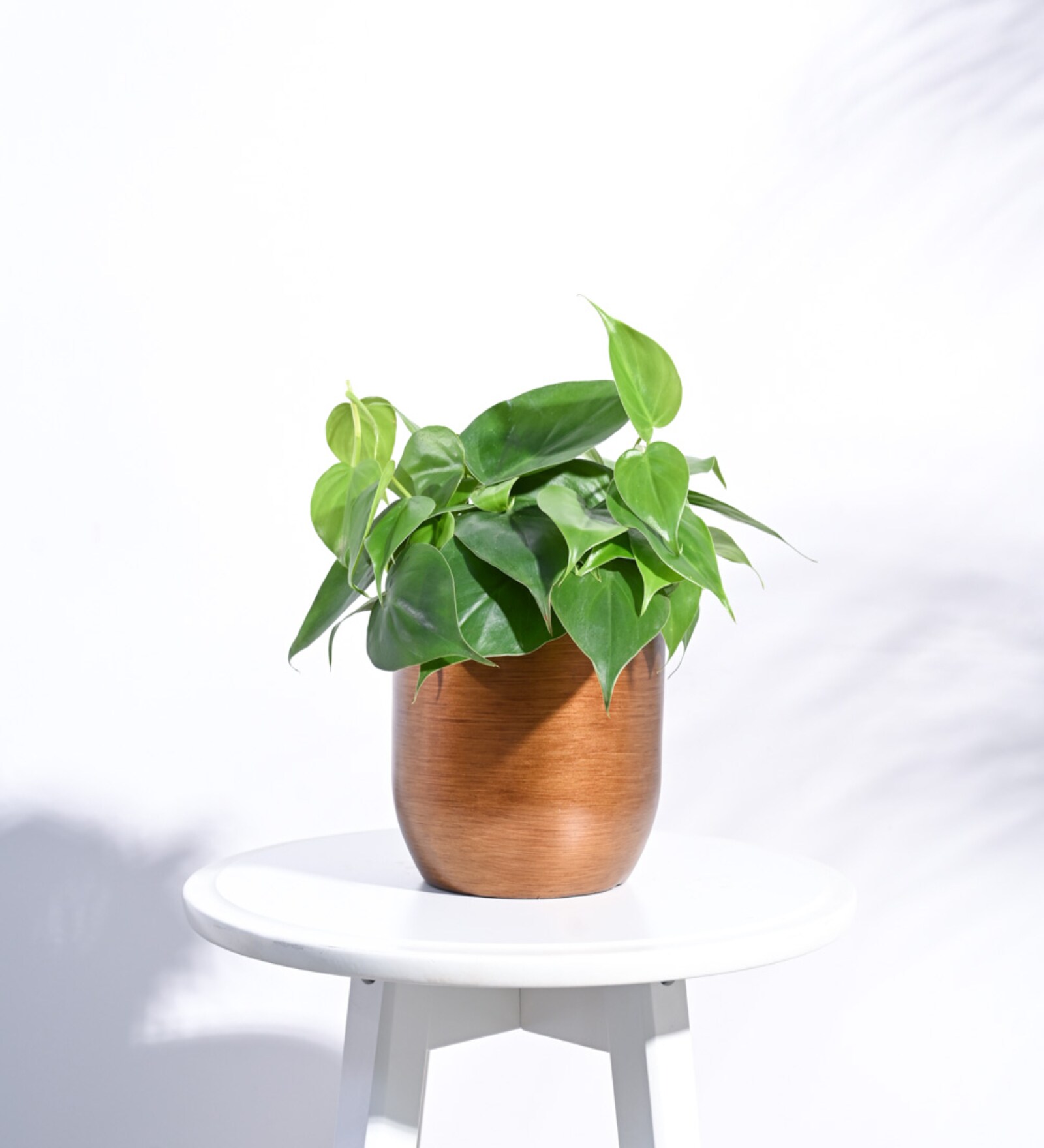 Buy Golden Plastic Ball Retro Small Desk Pot at 100% OFF by Ugaoo ...
