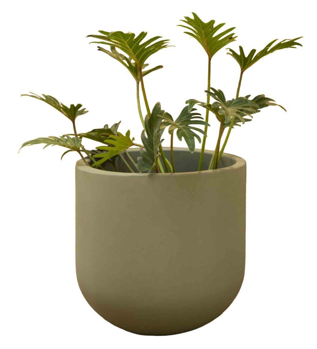 Buy Green Concrete Sage Sage Large Floor Planter By Curiocasa Online ...