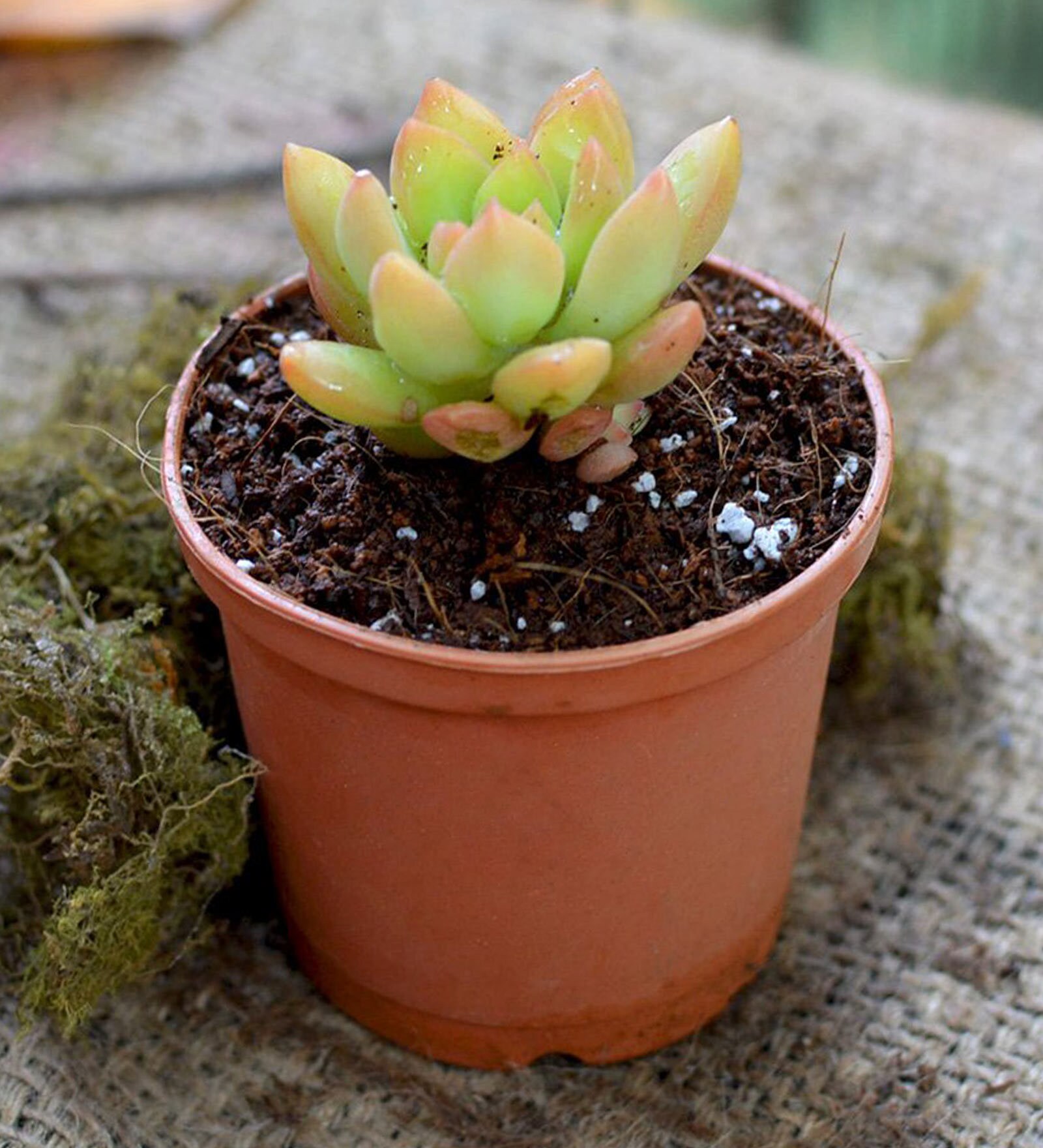 Buy Green Graptosedum Cesar Live Colorful Plant Succulent With Pot By ...