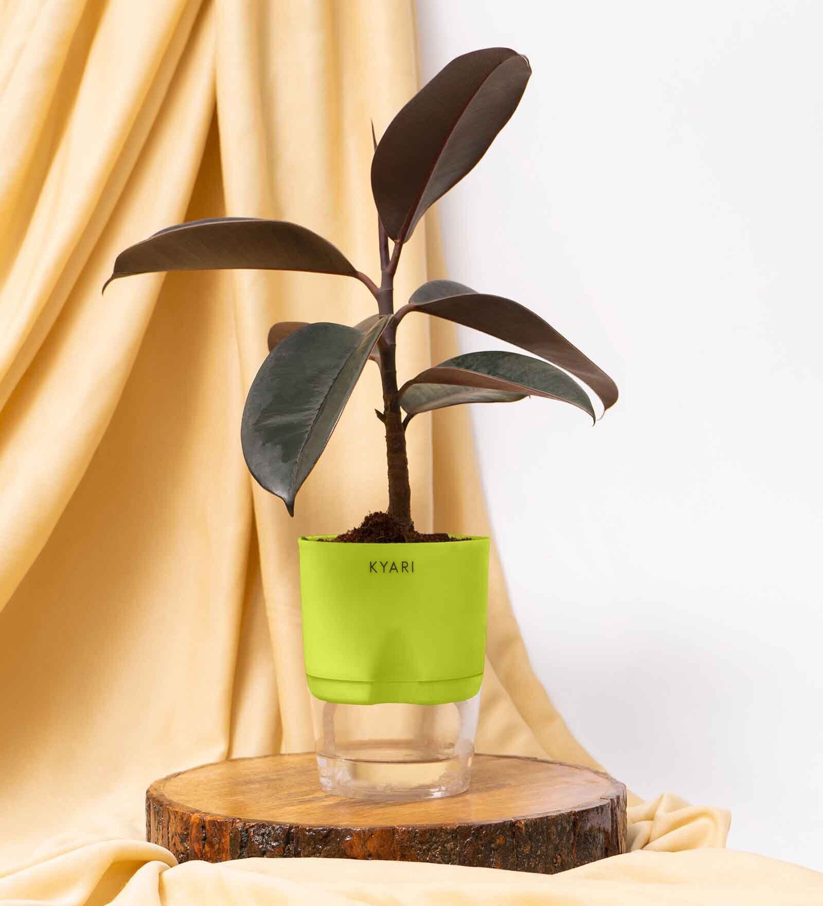 Buy Rubber Natural Plant With Green Pot at 56% OFF by Kyari | Pepperfry