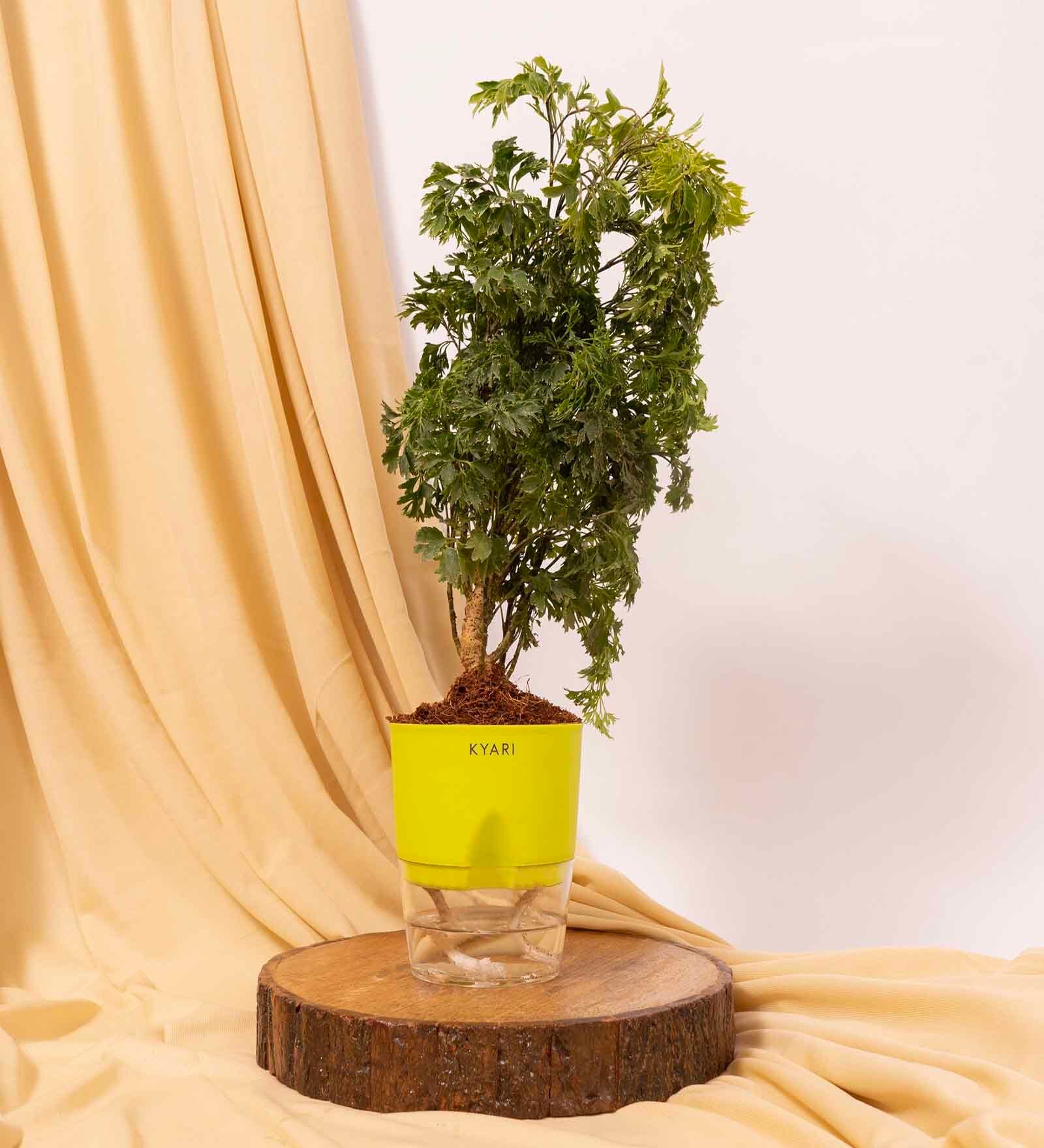 Buy Aralia Natural Plant With Green Pot by Kyari at 52% OFF by Kyari ...