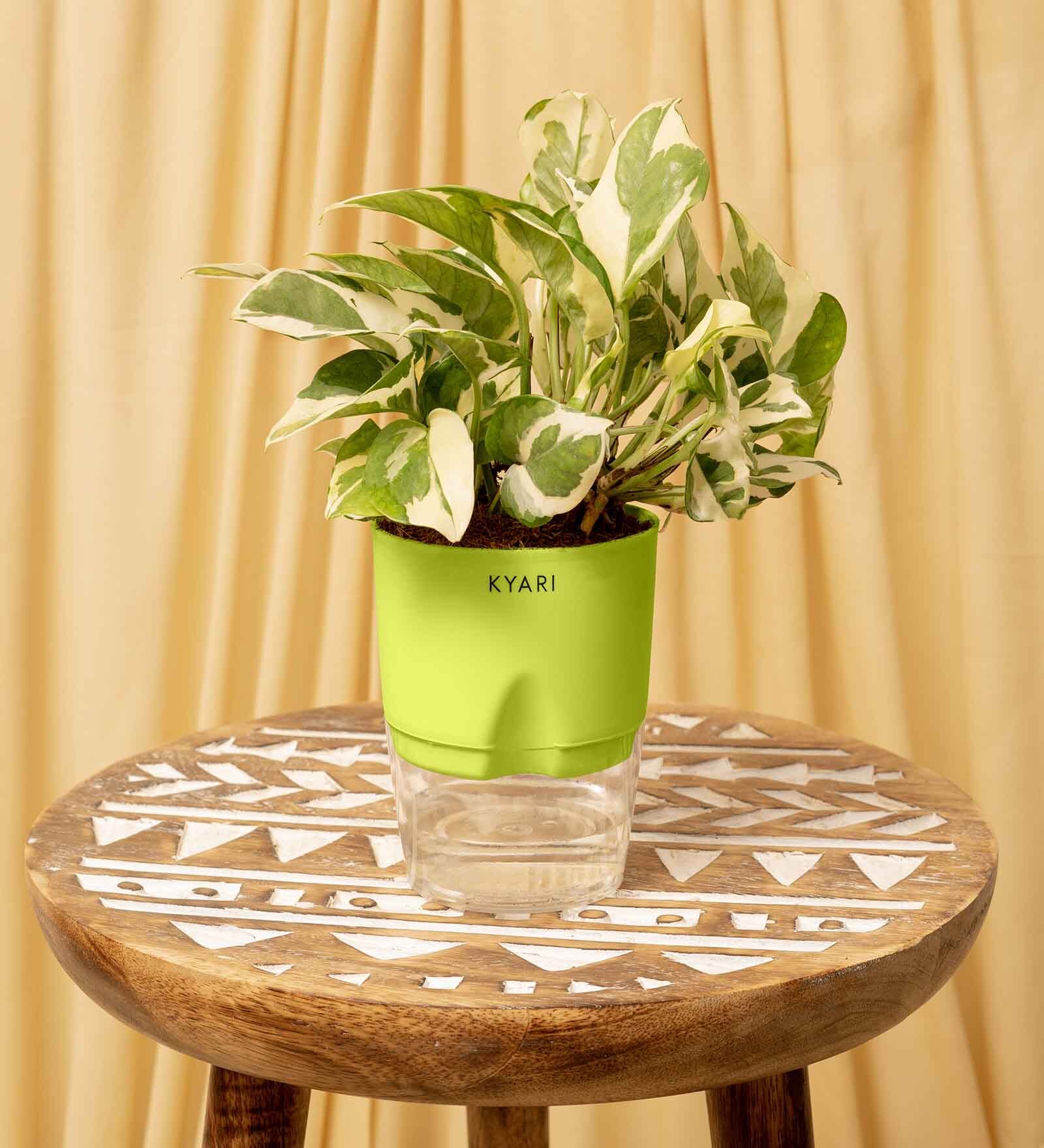 Buy Money Natural Plant With Green Pot by Kyari at 49% OFF by Kyari ...