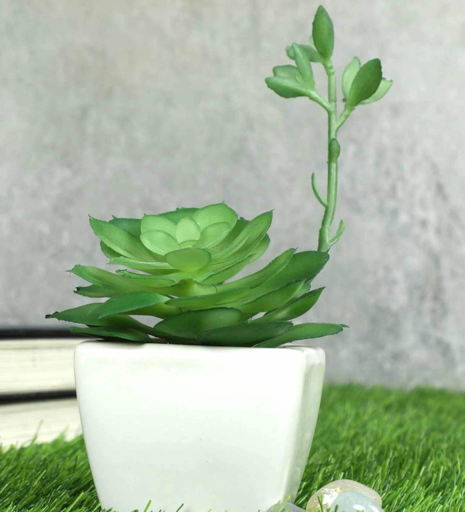 Buy Green Polyurethane Artificial Bonsai Succulent Plant With White ...