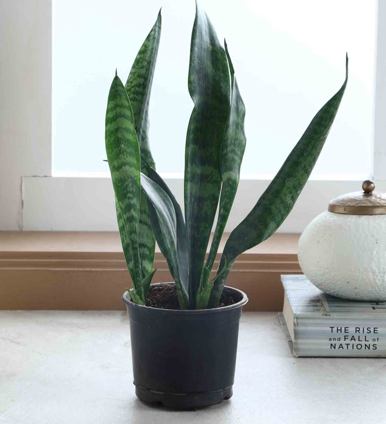 Buy Green Snake With Pot Natural Plant at 25% OFF by Root Bridges ...