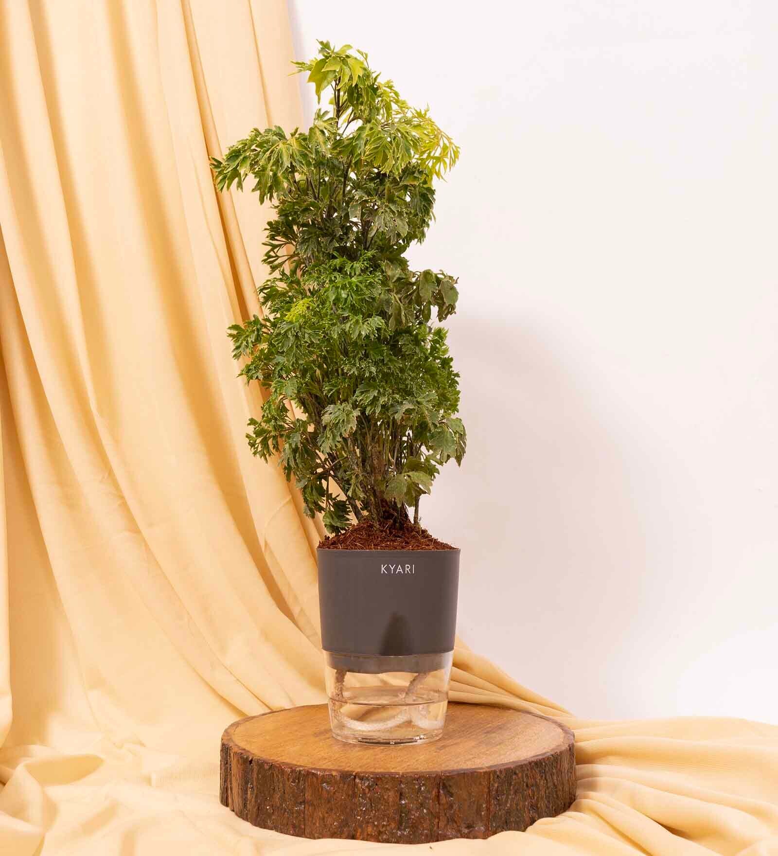 Buy Aralia Natural Plant With Grey Pot at 60% OFF by Kyari | Pepperfry