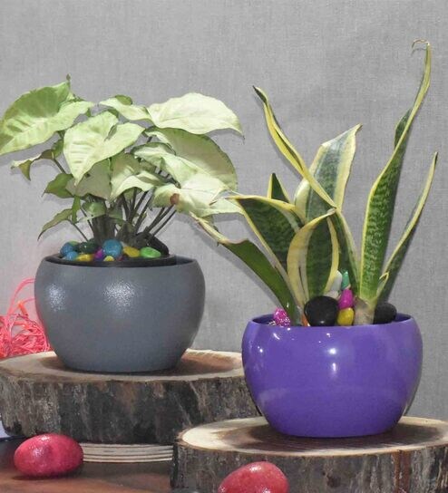 Buy Sone Key Chidiya Home Decor Items Online @Upto 60% OFF | Pepperfry