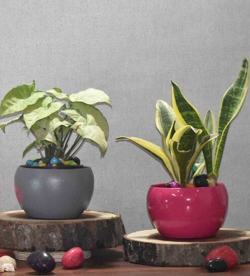 Buy Sone Key Chidiya Home Decor Items Online @Upto 60% OFF | Pepperfry