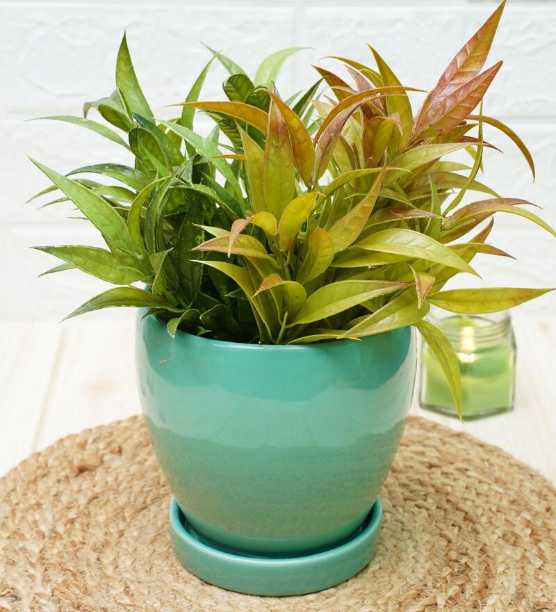 Buy Green Ceramic planter with stand By Gold Dust Online - Floor ...