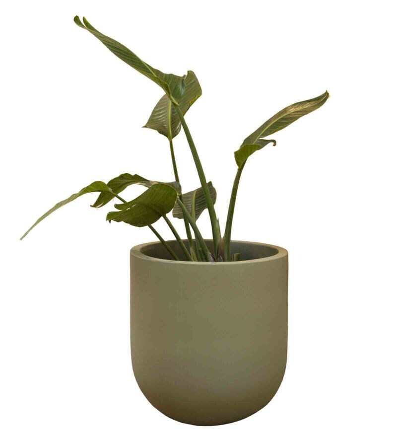 Buy Green Concrete Sage Saga Extra Large Floor Planter By Curiocasa ...