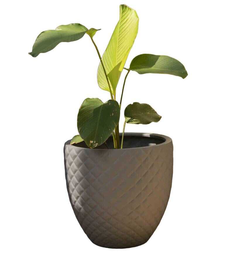 Buy Grey Fibre Polymer Grey Flounce Small Floor Planter By Curiocasa ...