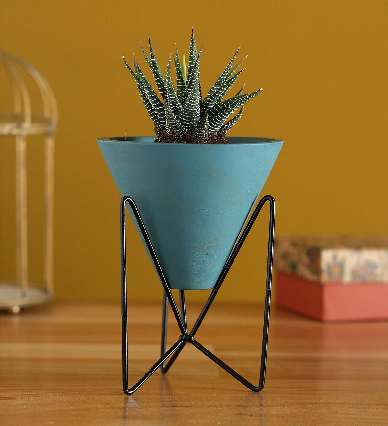 Buy Haworthia Natural Plant In Triangular Ceramic Pot With Stand by ...