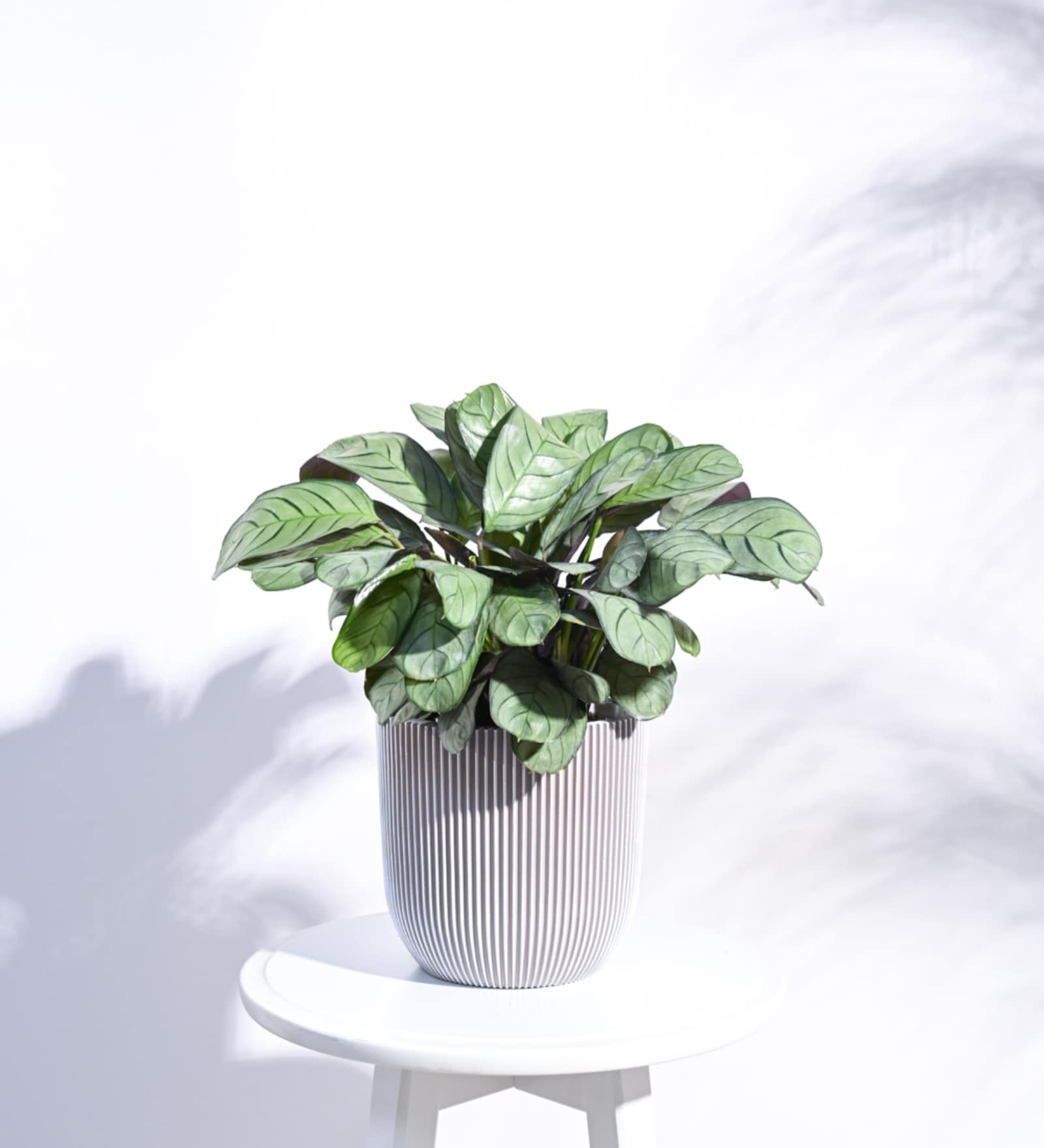 Buy Ivory Plastic Ball Groove Medium Desk Pot at 100% OFF by Ugaoo ...